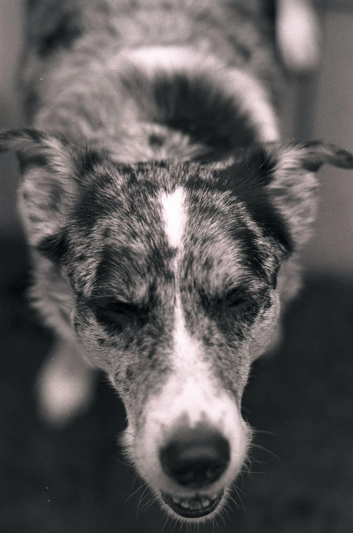 Angry Dog Photos, Download The BEST Free Angry Dog Stock Photos & HD Images