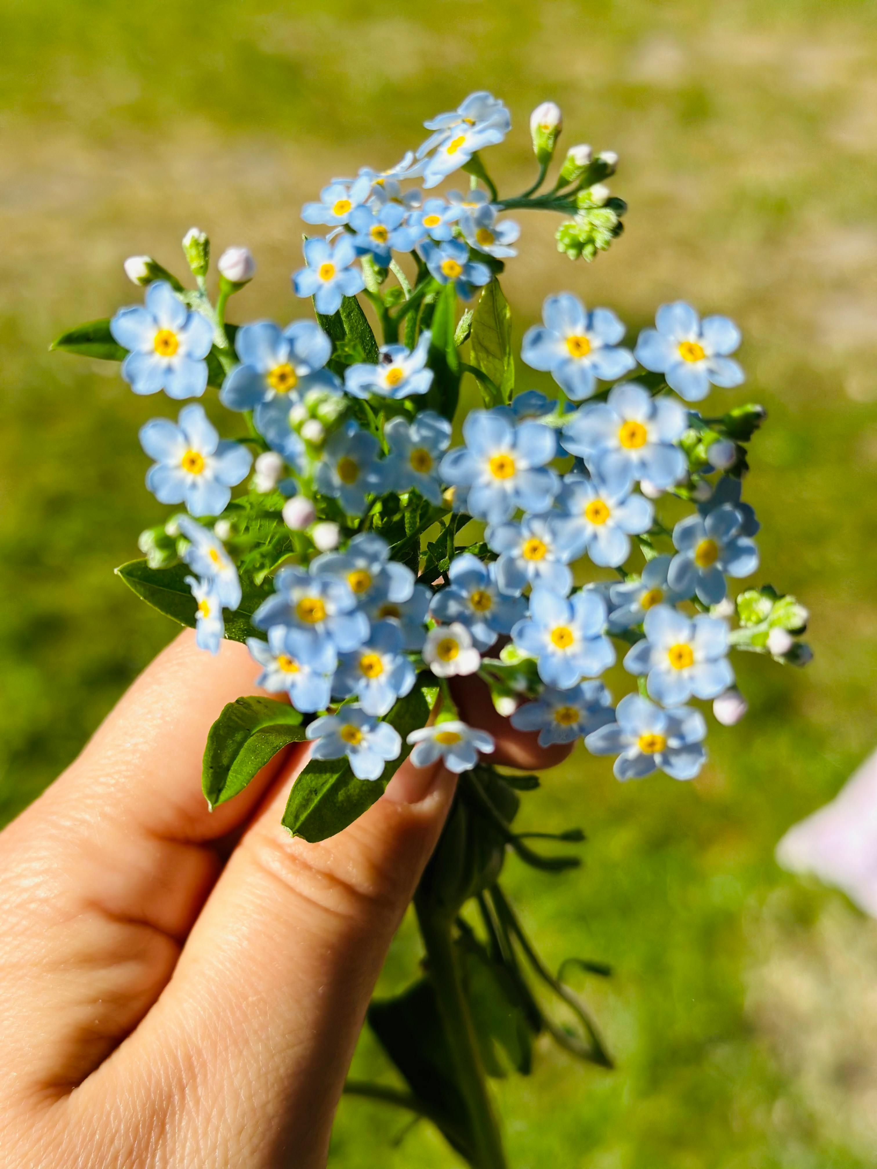 Hand Holding Blue Flowers · Free Stock Photo