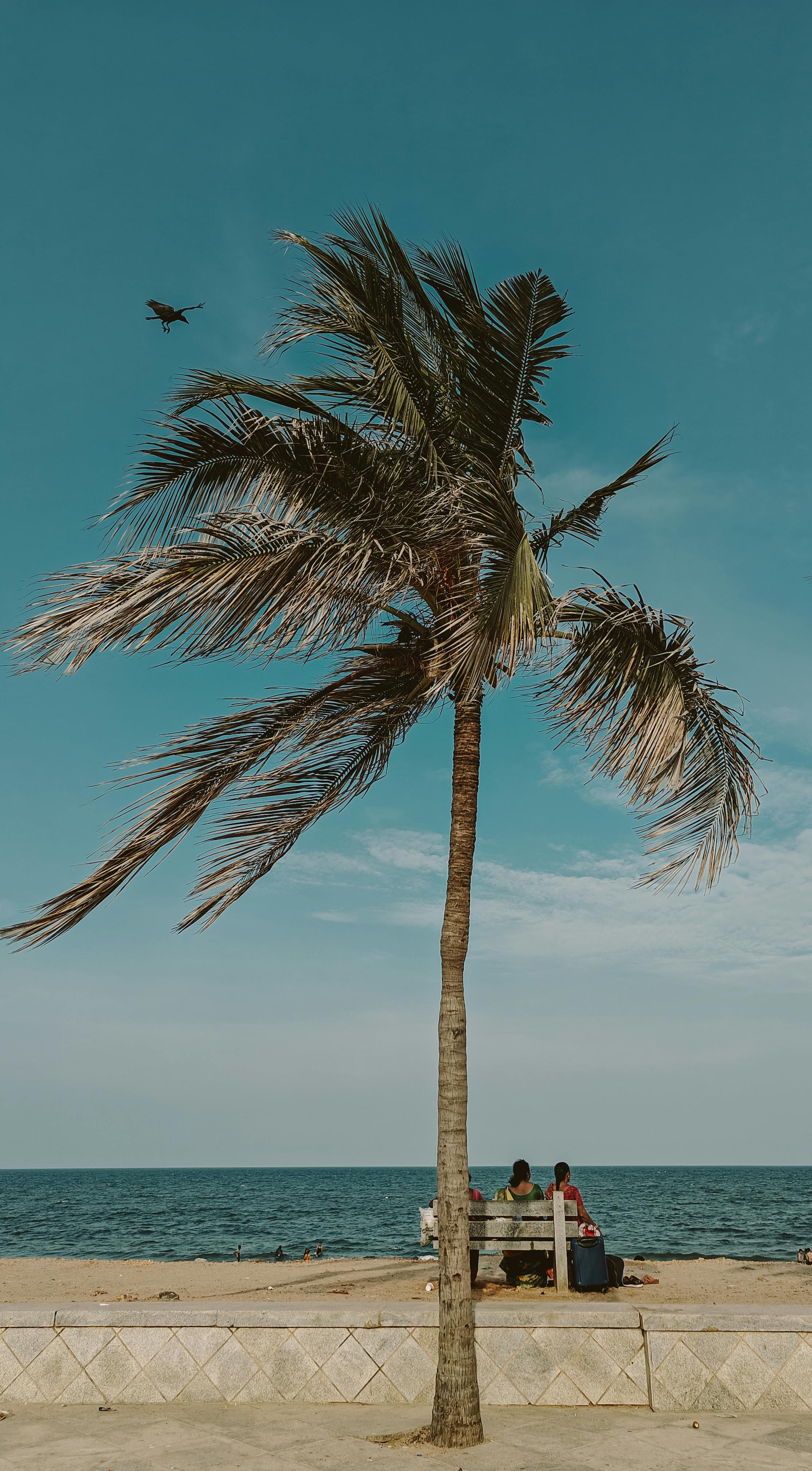 Palm Tree and People Sitting on Sea Shore behind · Free Stock Photo