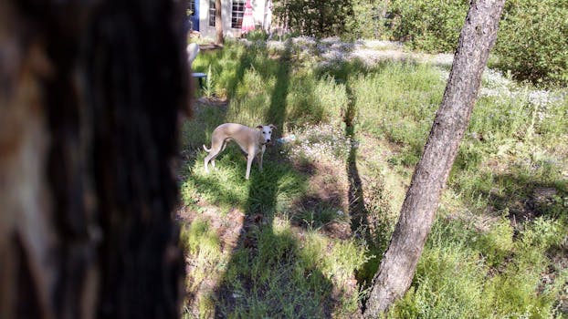 Free stock photo of blurred, dog, doggo