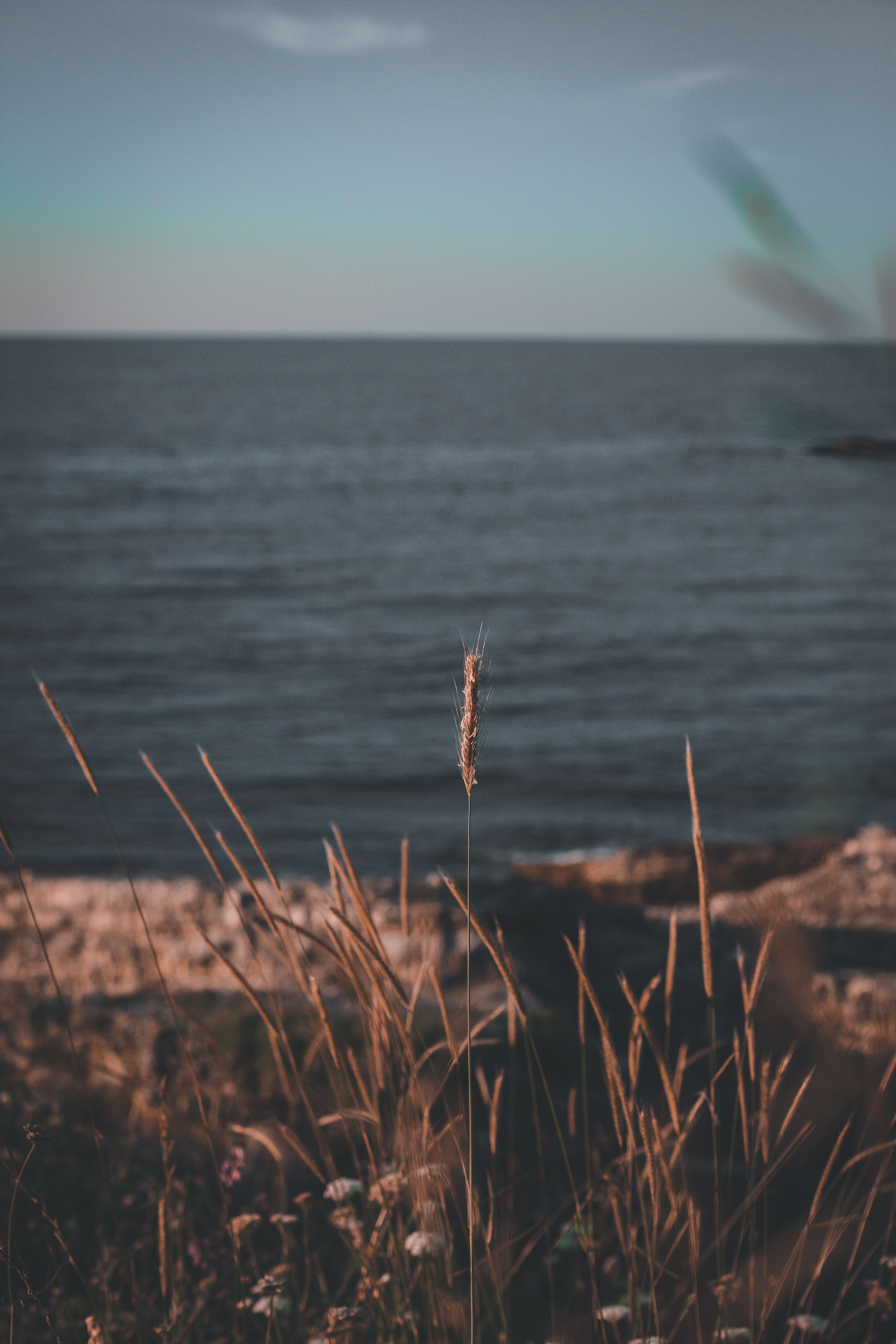 Wild Cereal Growing by Sea Shore · Free Stock Photo