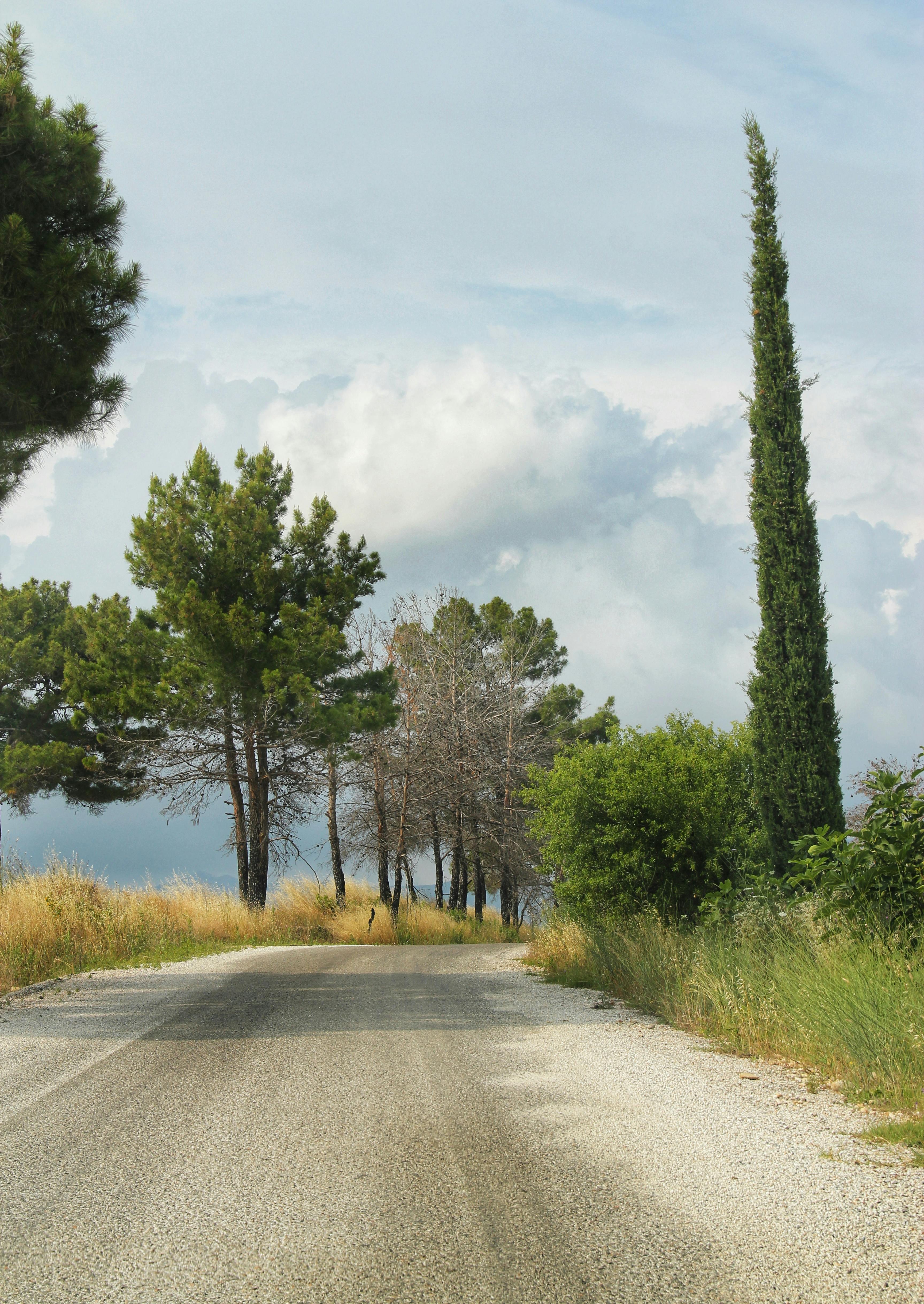 Trees Growing by Roadside · Free Stock Photo