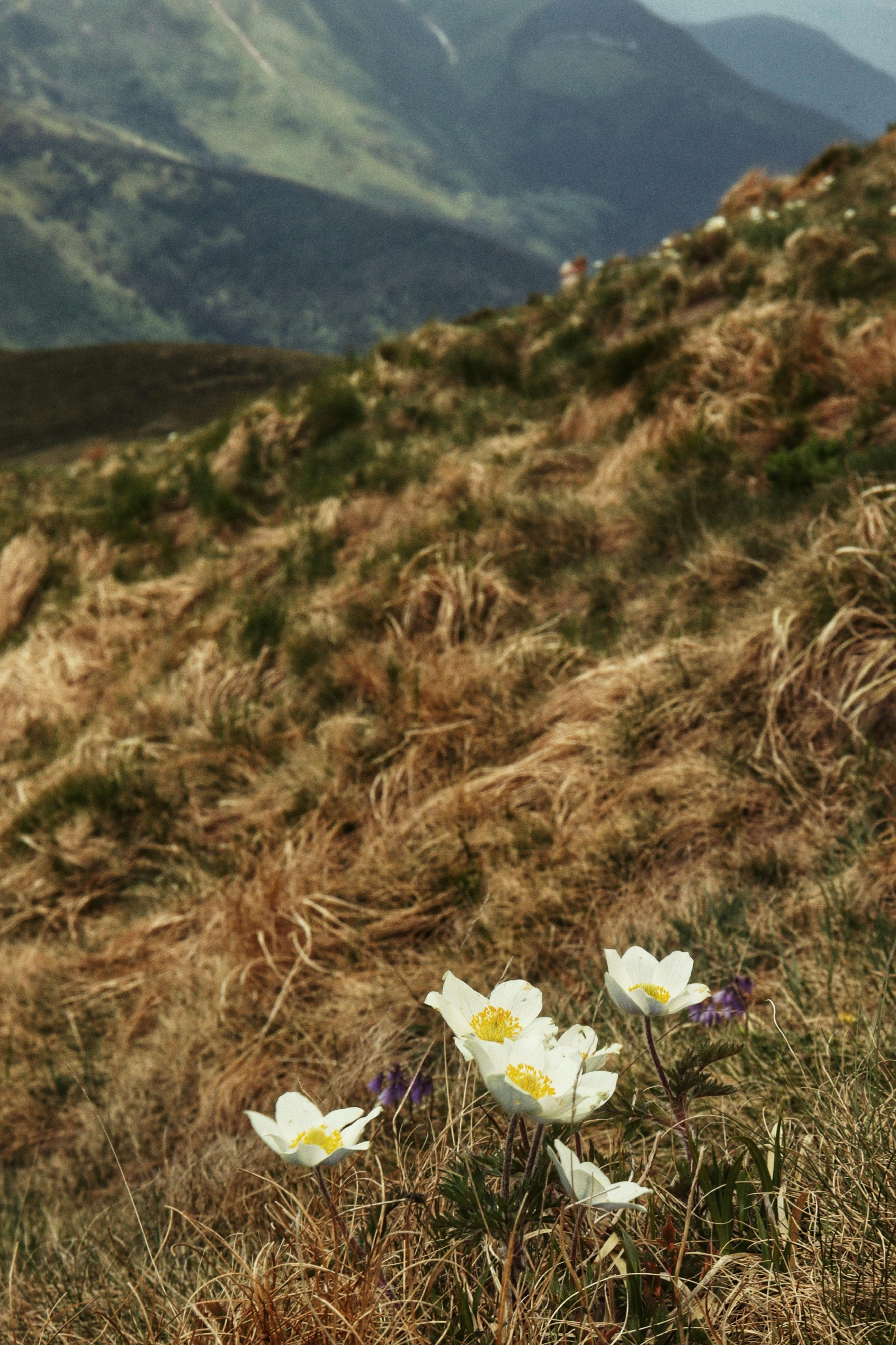 Hillside Photos, Download The BEST Free Hillside Stock Photos & HD Images