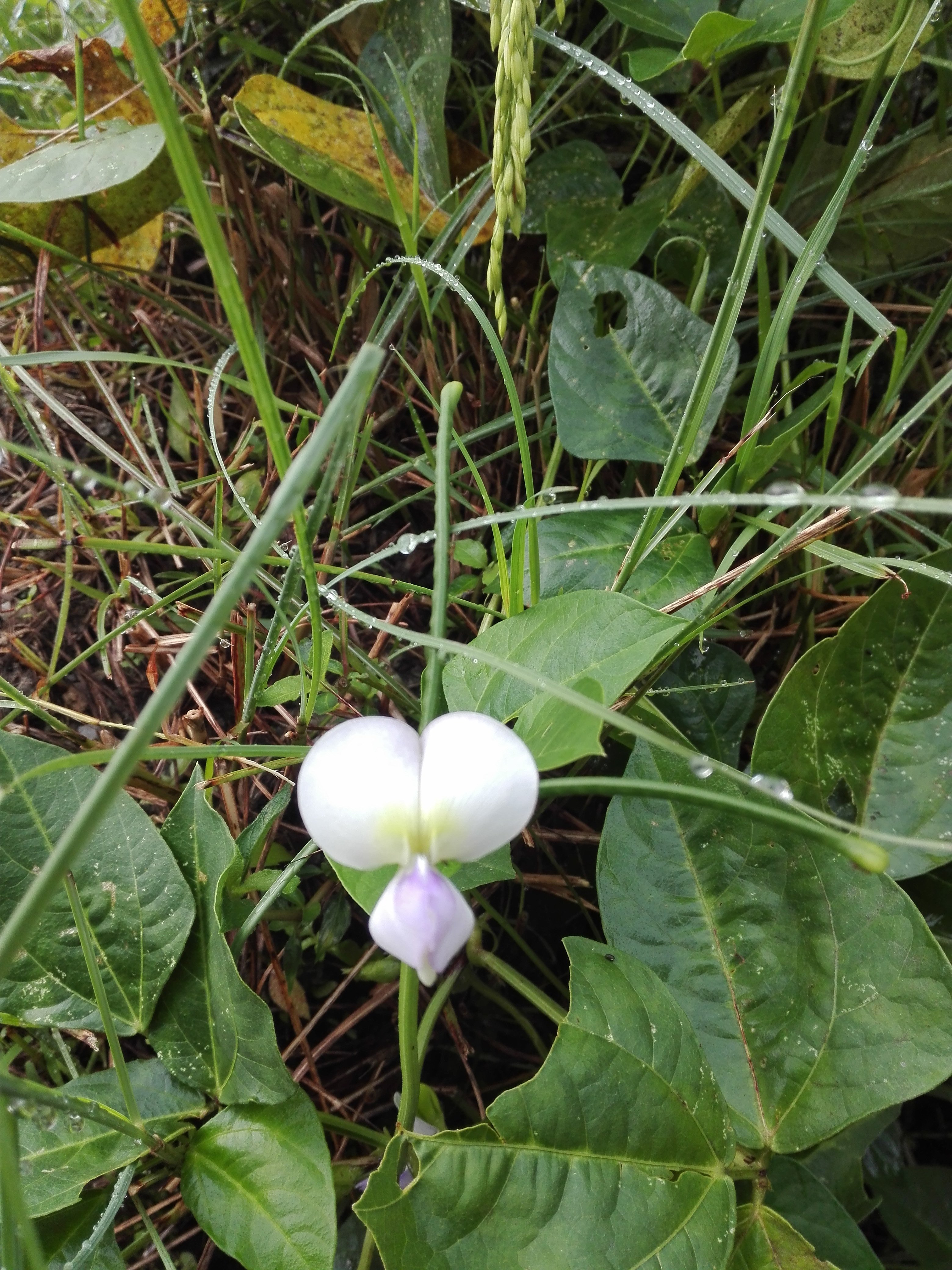 Free stock photo of flower, makhamali