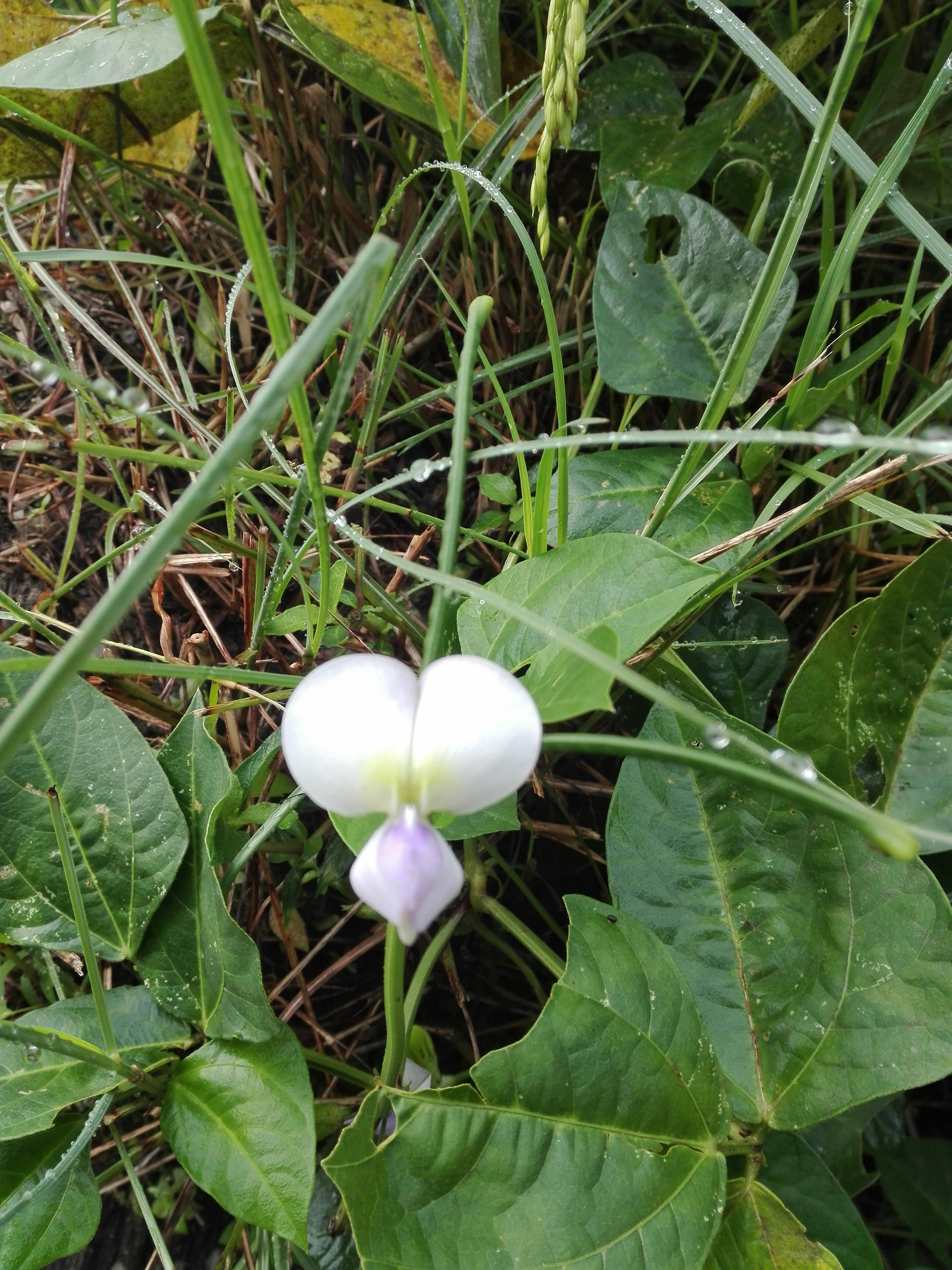 Free stock photo of flower, makhamali