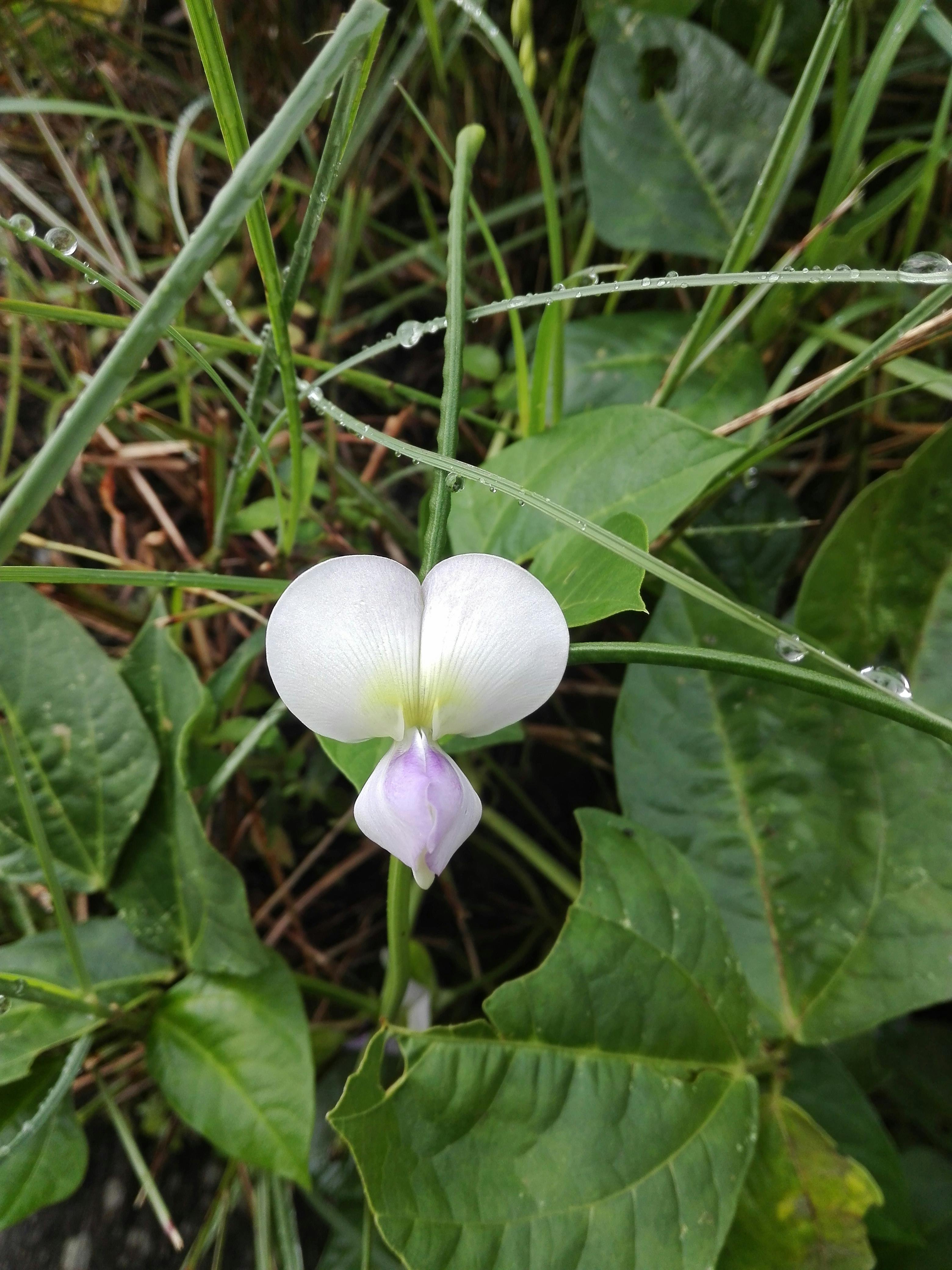 Free stock photo of flower, makhamali