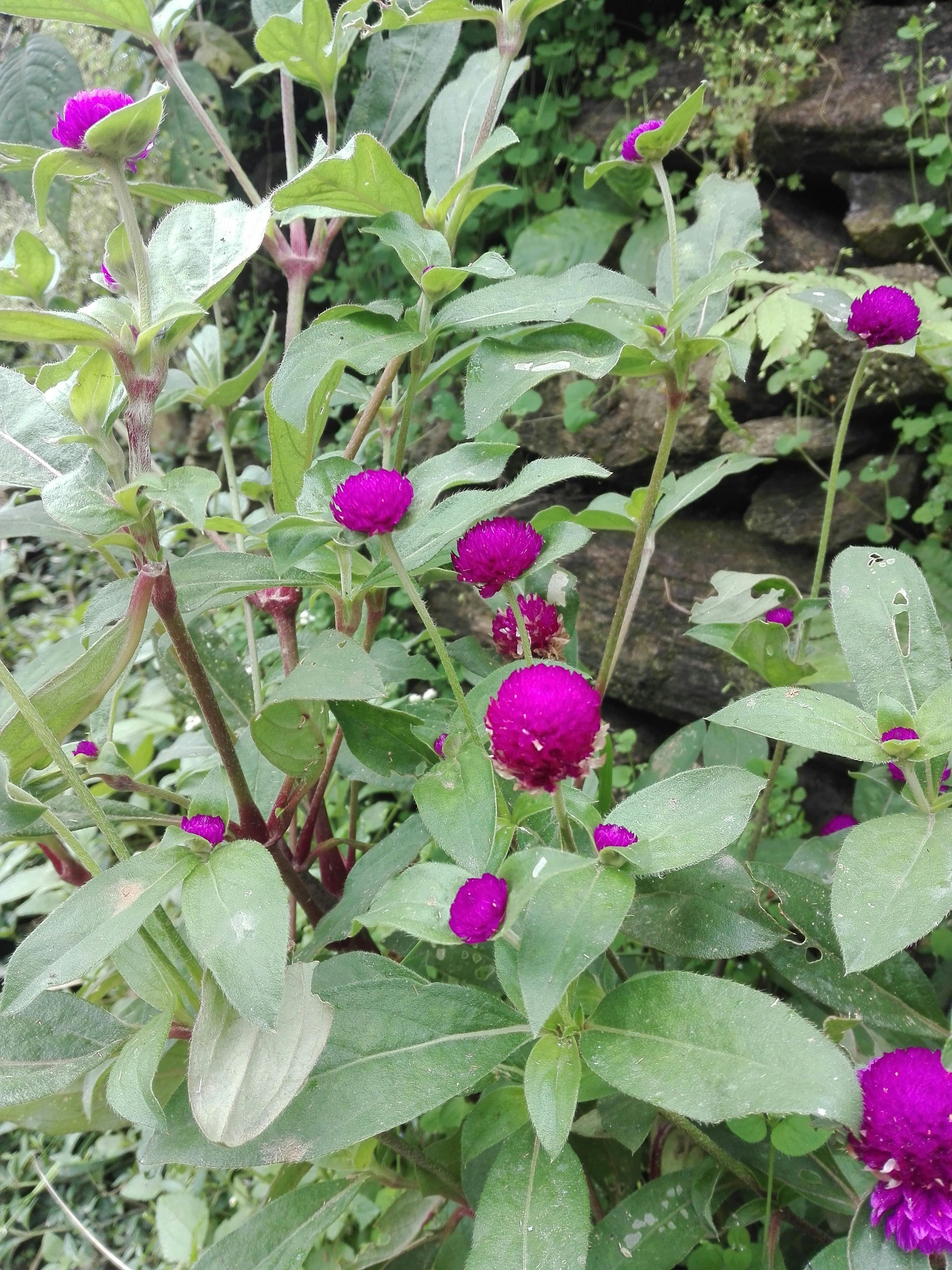 Free stock photo of flower, makhamali