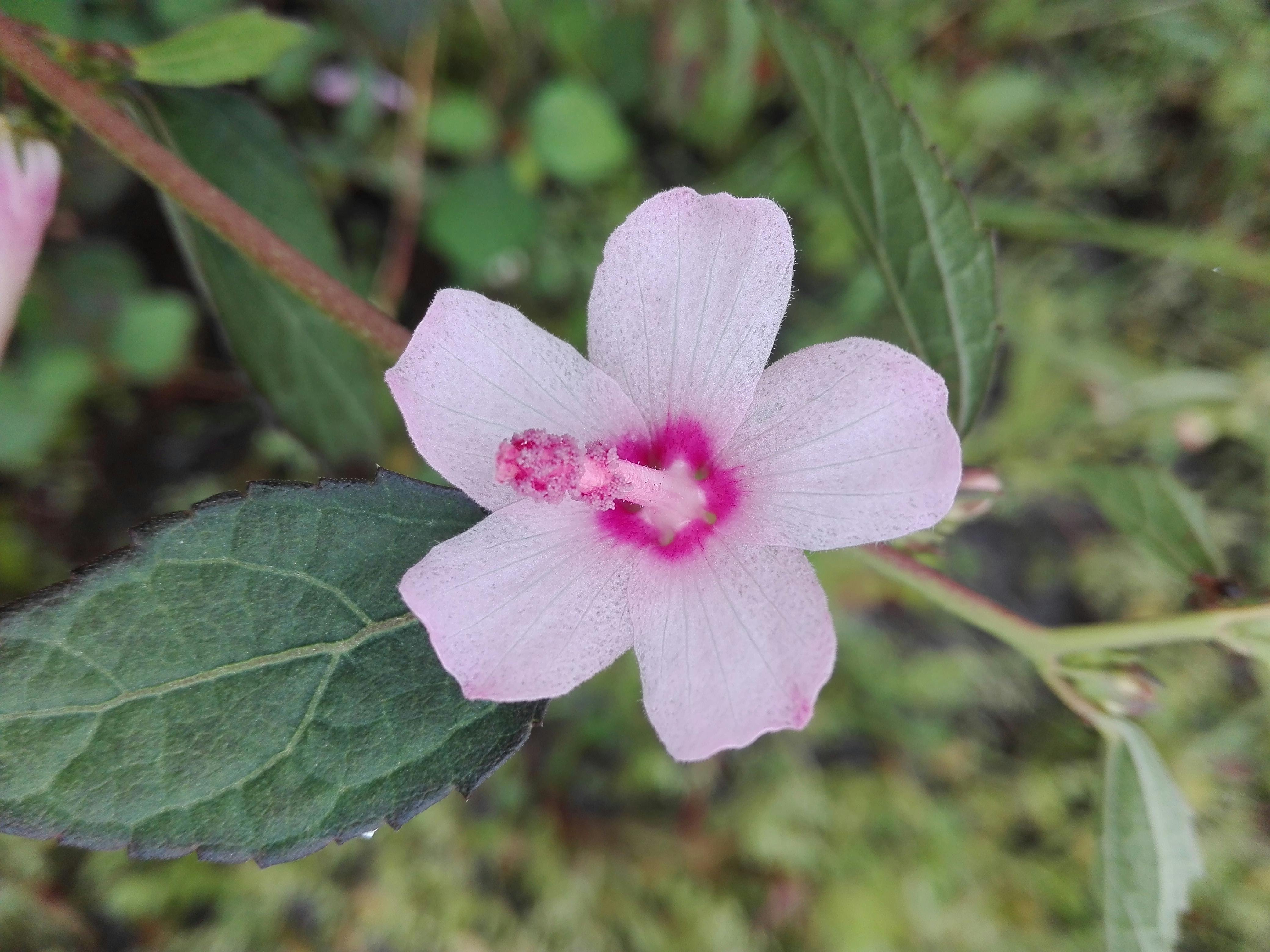 Free stock photo of flower, makhamali