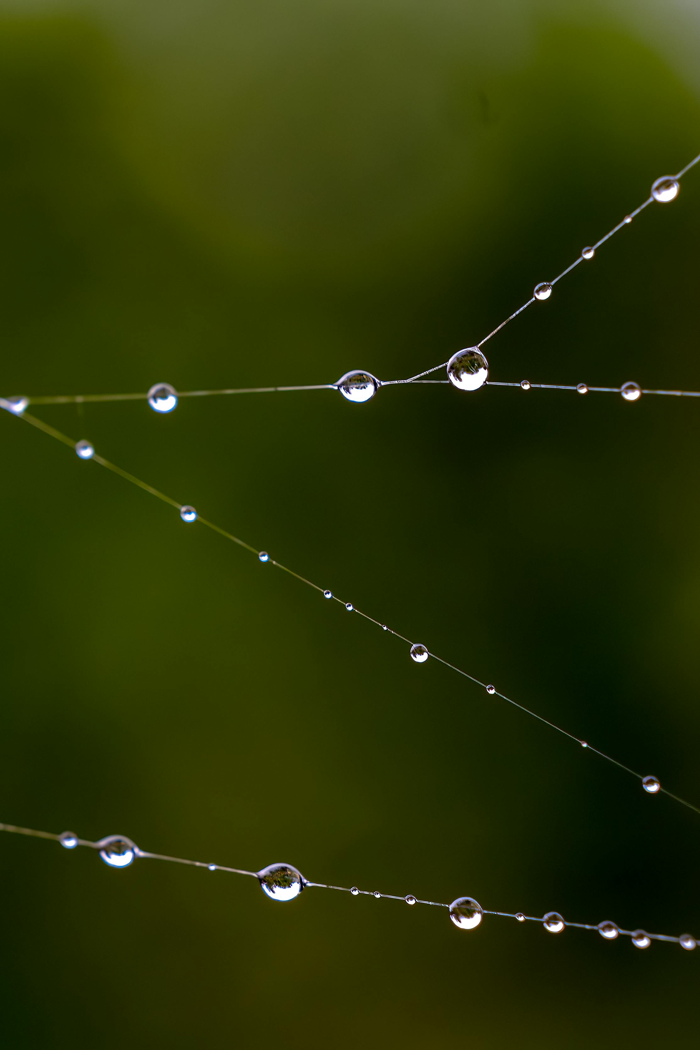 Mastic Drops Photos, Download The BEST Free Mastic Drops Stock Photos ...