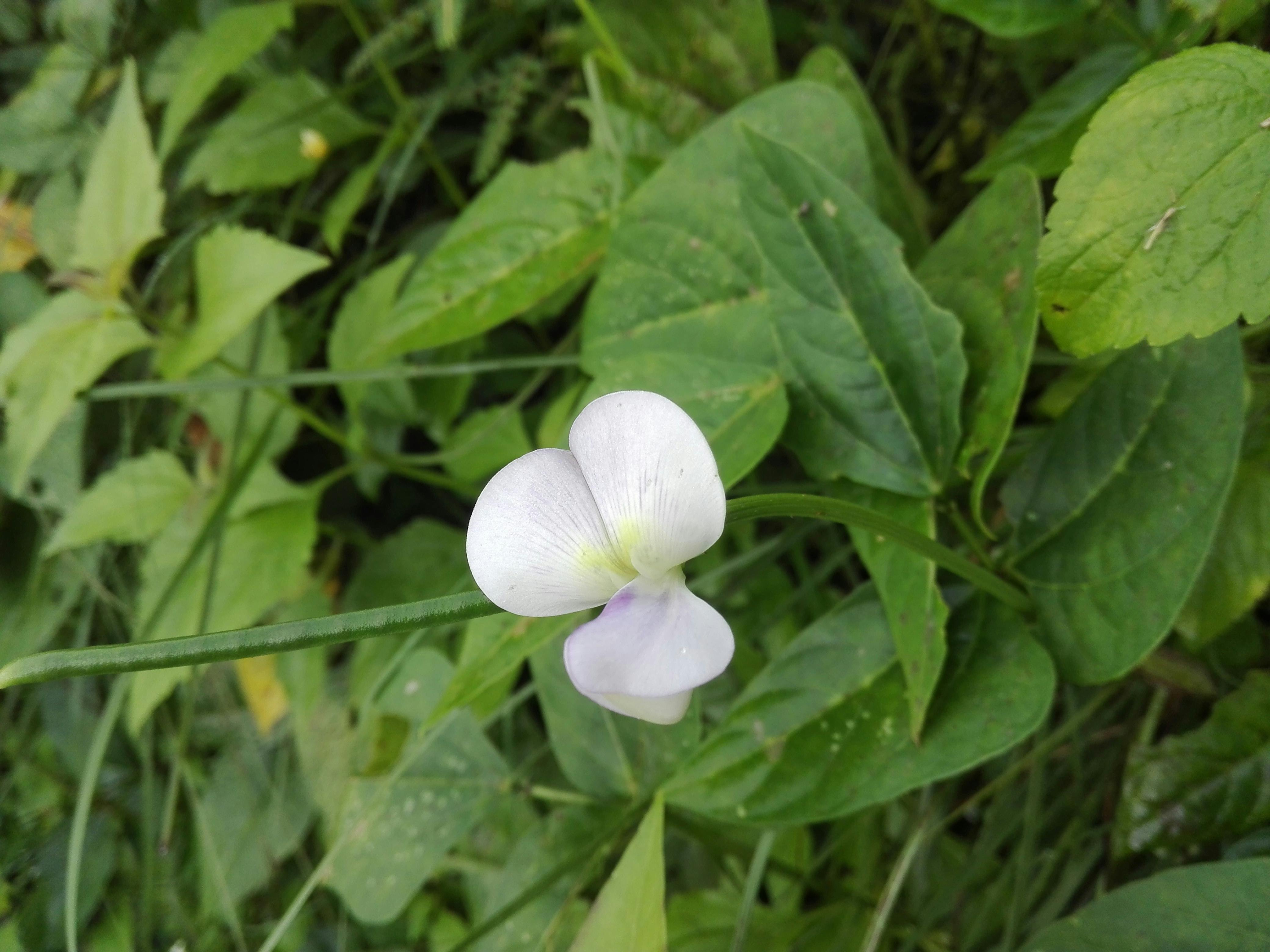 Free stock photo of flower, makhamali