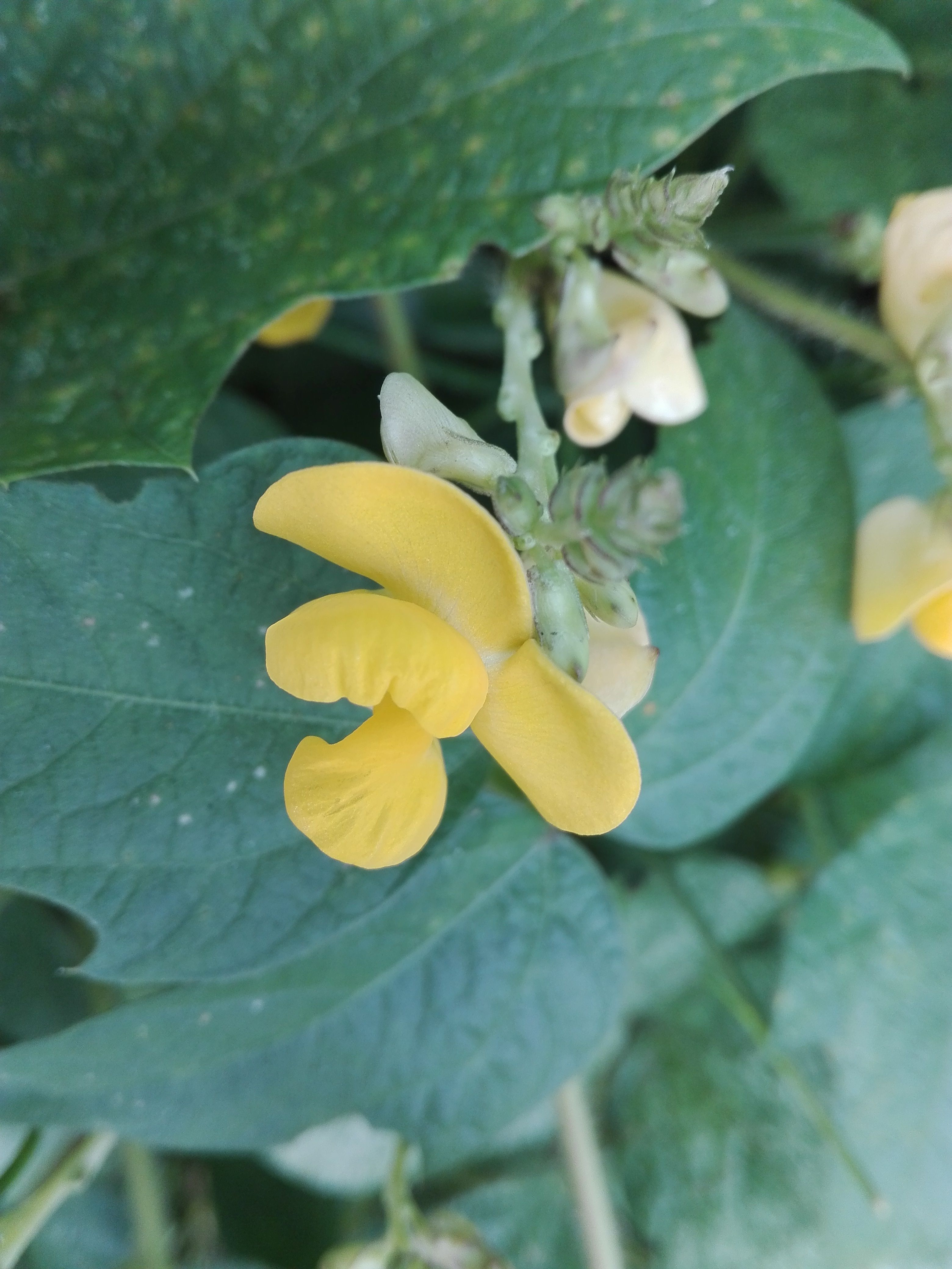 Free stock photo of flower, makhamali