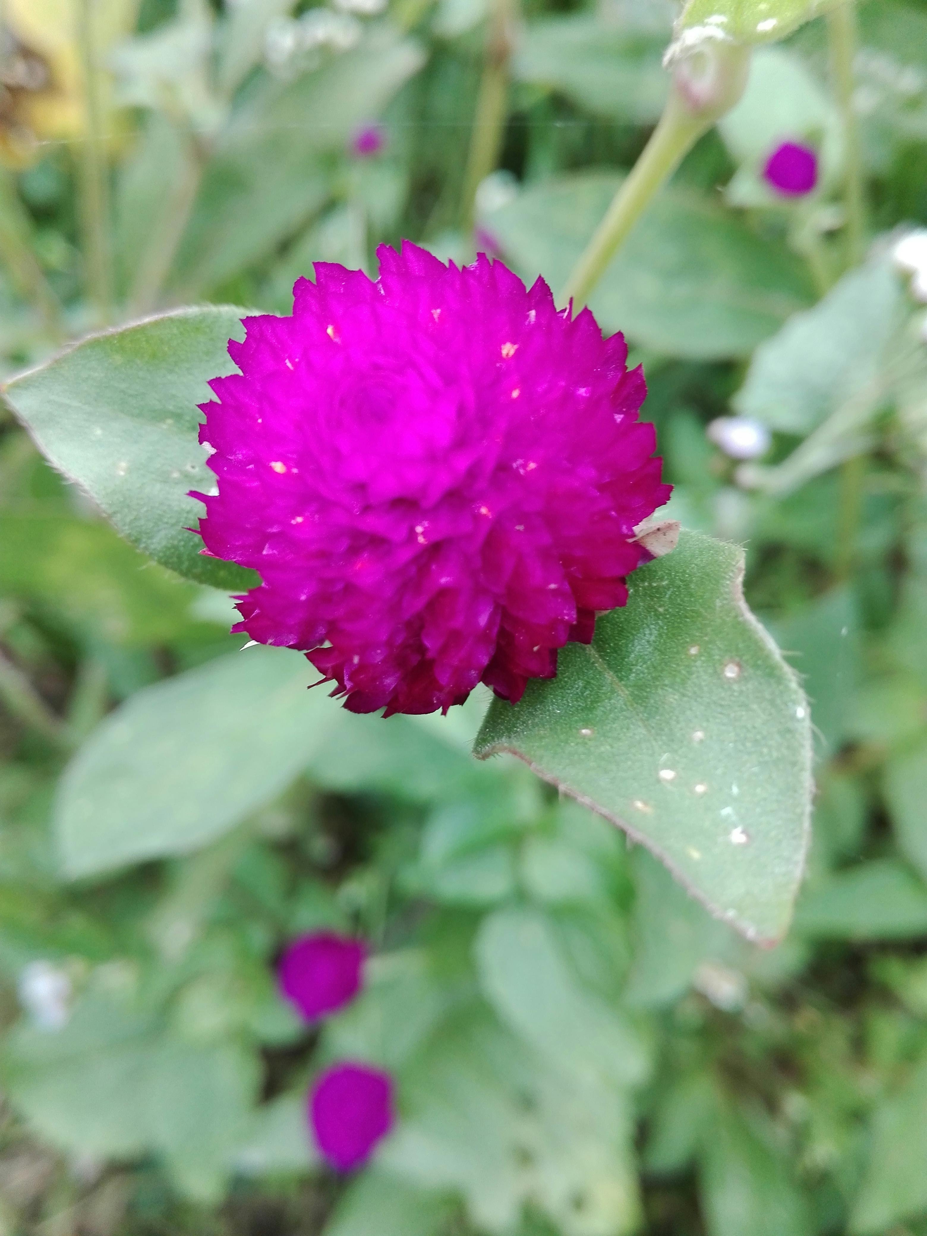 Free stock photo of flower, makhamali