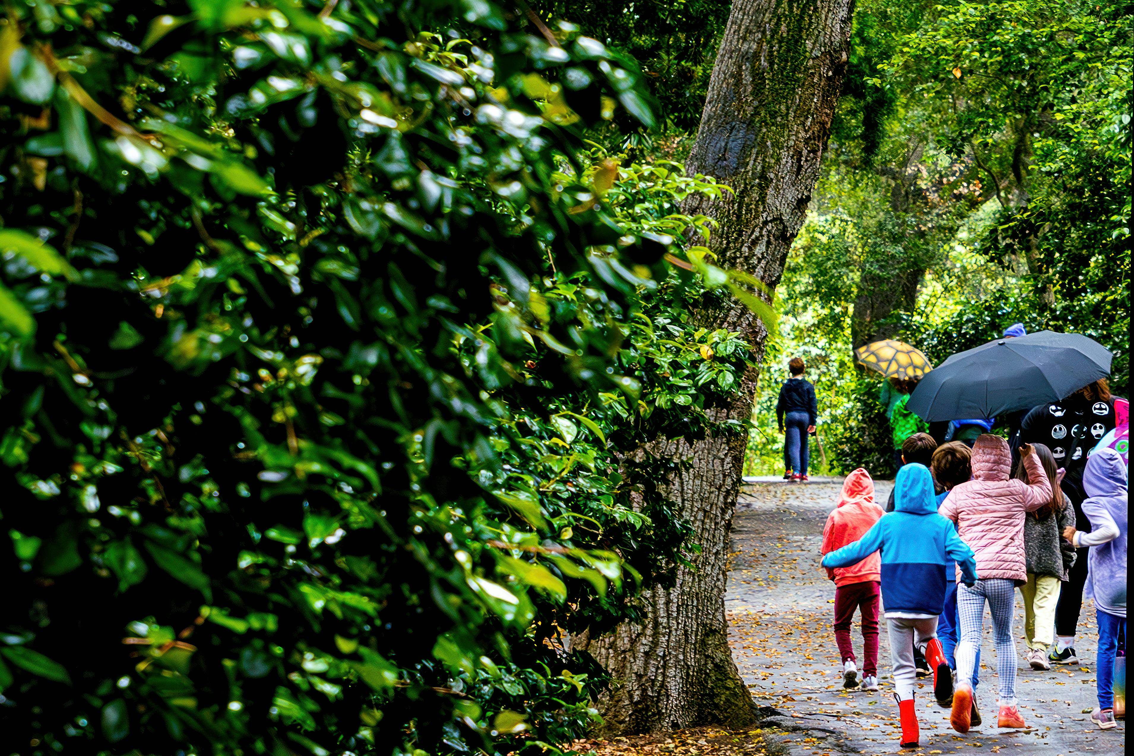 Children Walking in Rain · Free Stock Photo