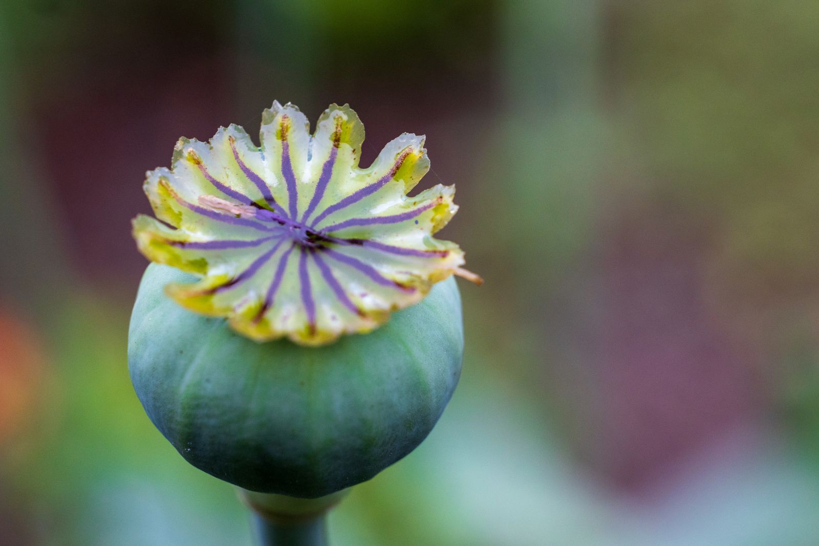 Alembong Plant Photos, Download The BEST Free Alembong Plant Stock ...