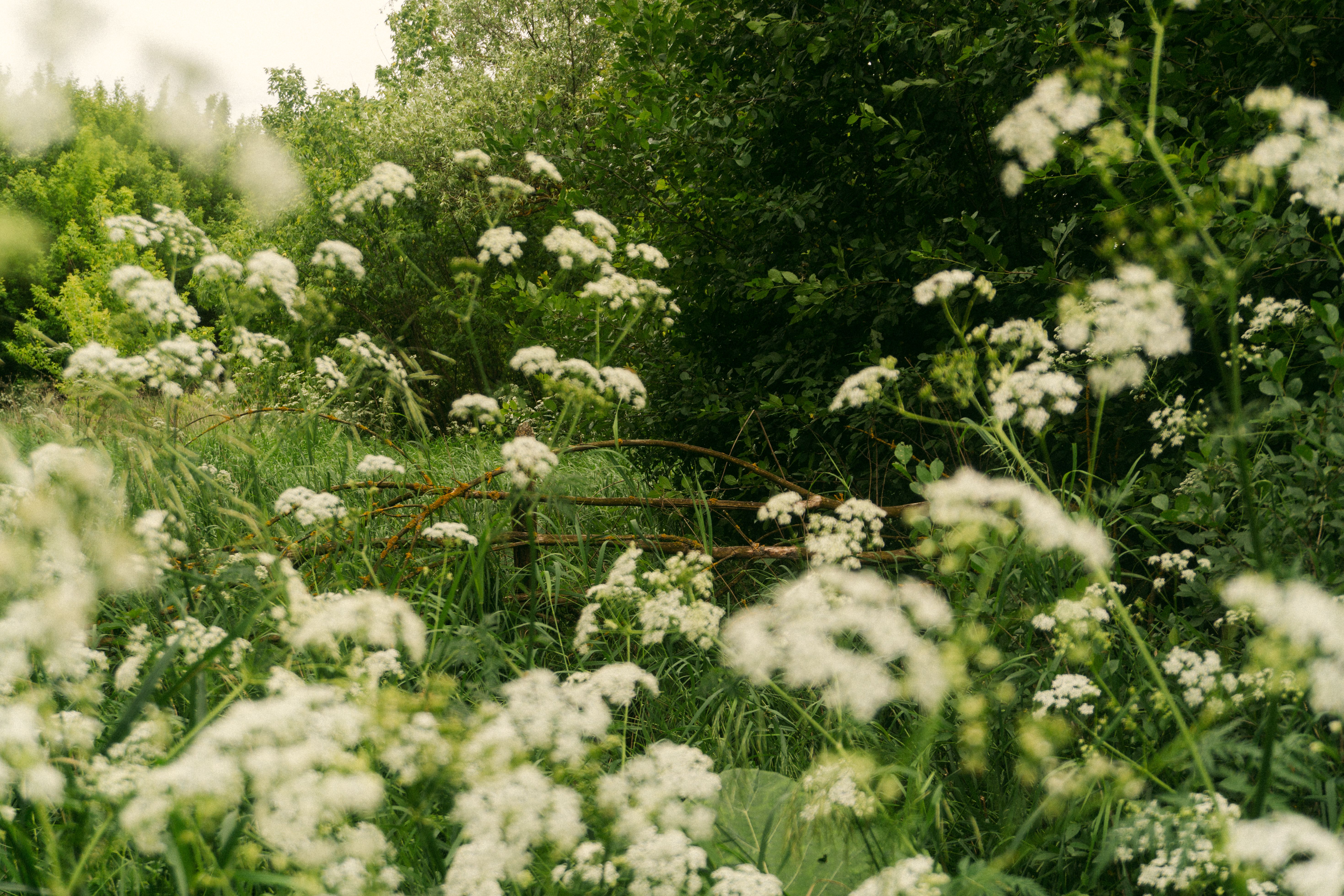 Meum Blooming on Meadow · Free Stock Photo