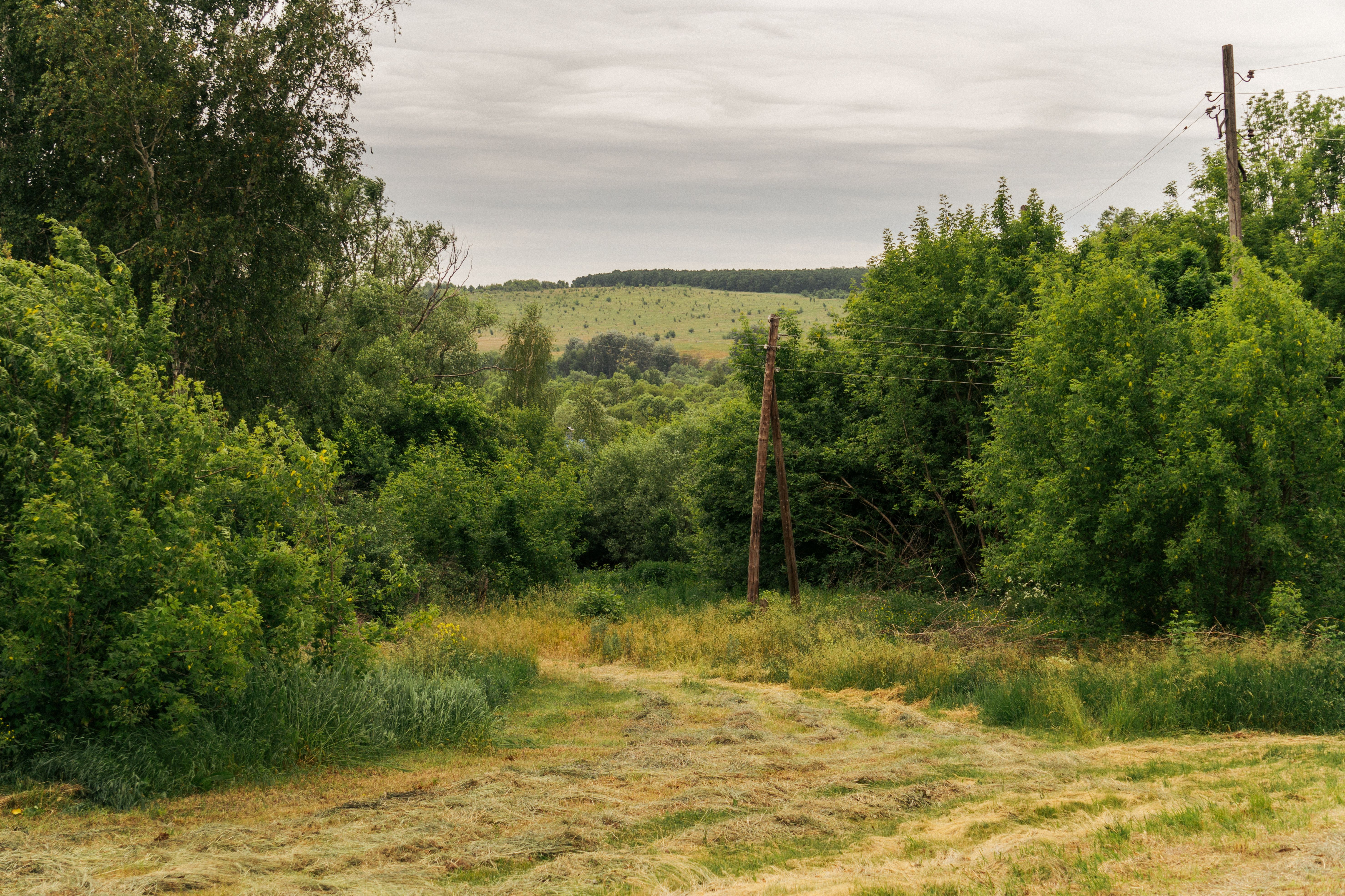 Green Trees in Countryside · Free Stock Photo
