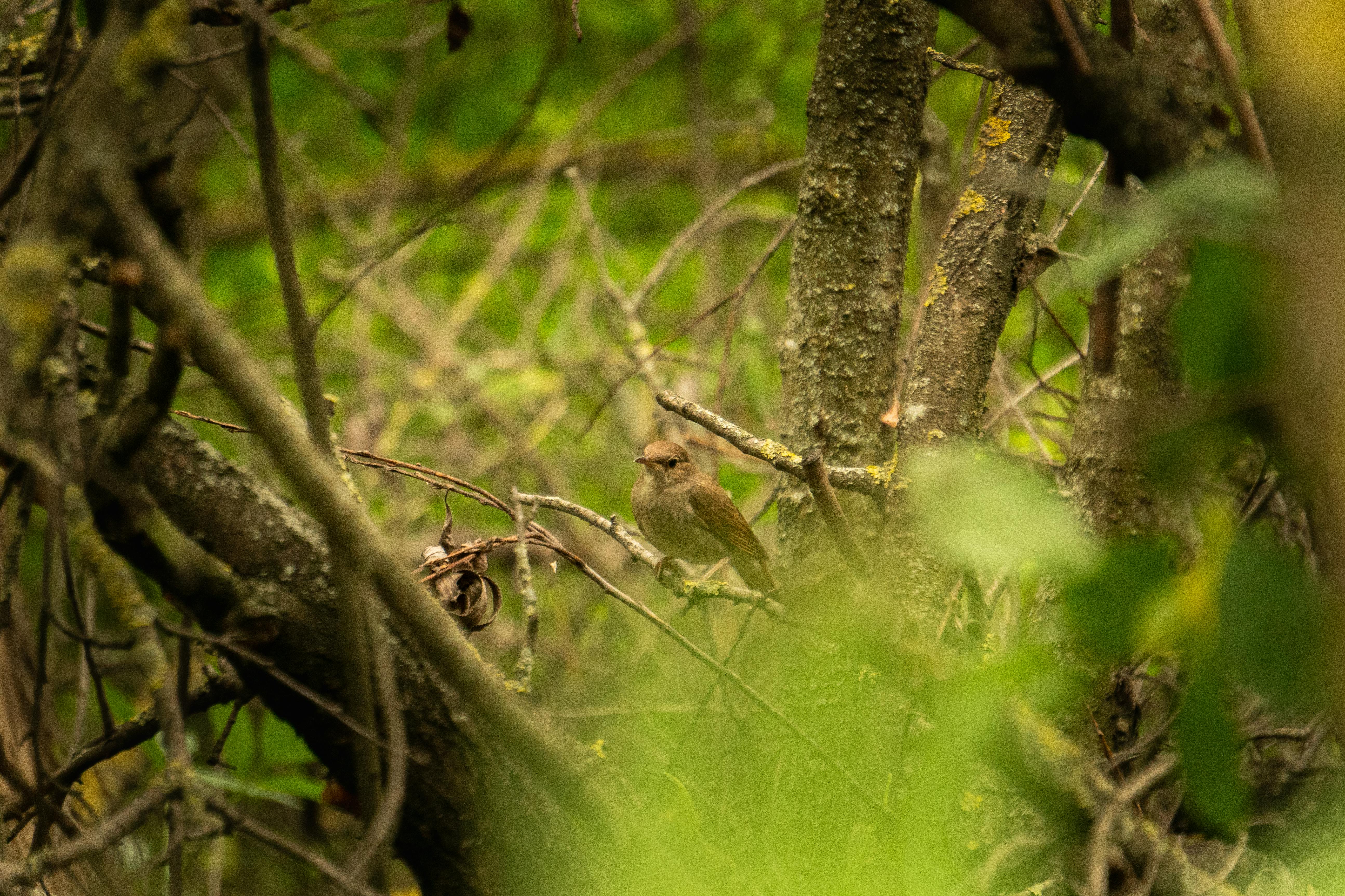 Nightingale in Nature · Free Stock Photo