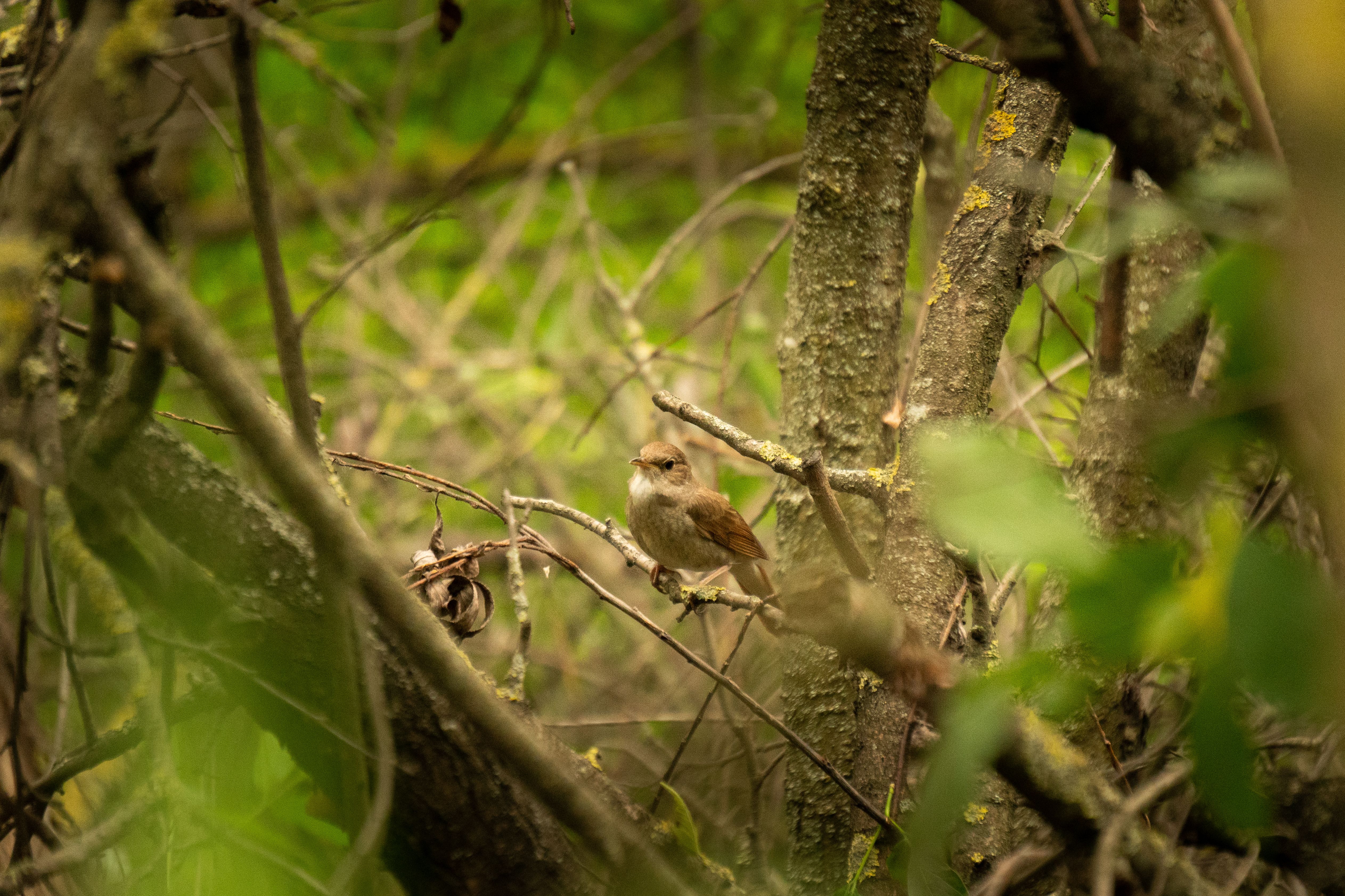 Songbird In Tree Photos, Download The BEST Free Songbird In Tree Stock ...