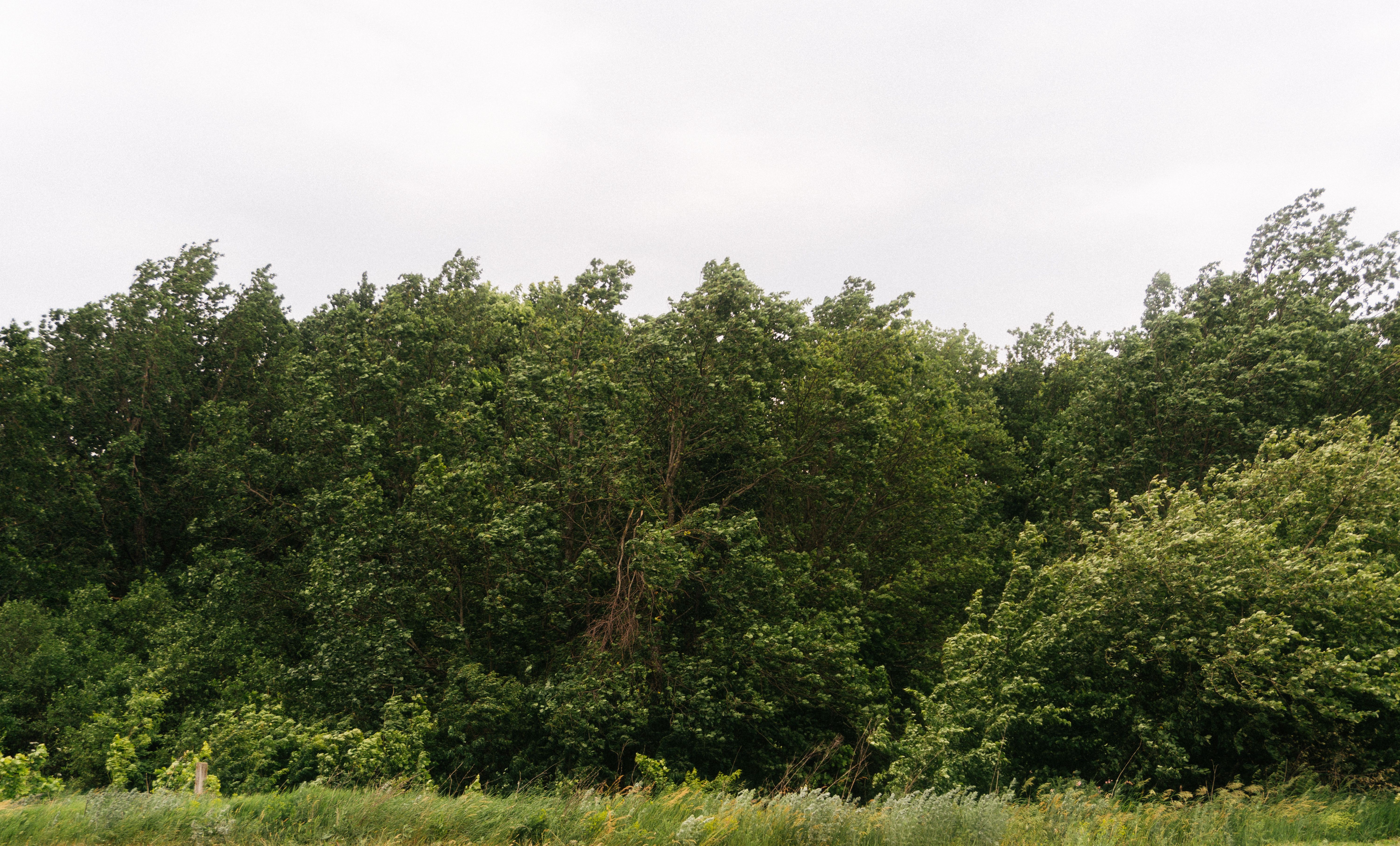 Trees Bending on Wind · Free Stock Photo