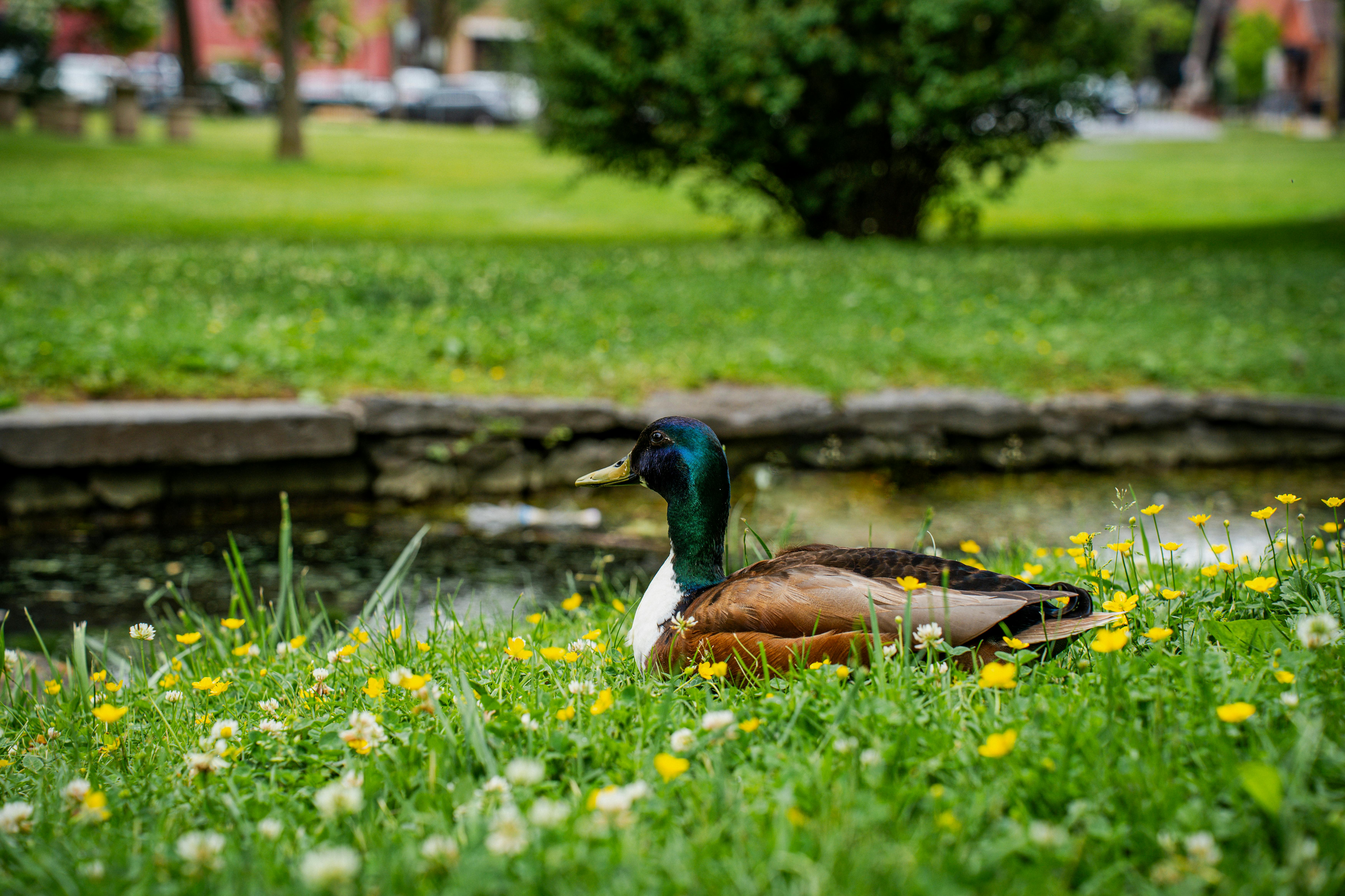 Duck among Dandelions in Park · Free Stock Photo