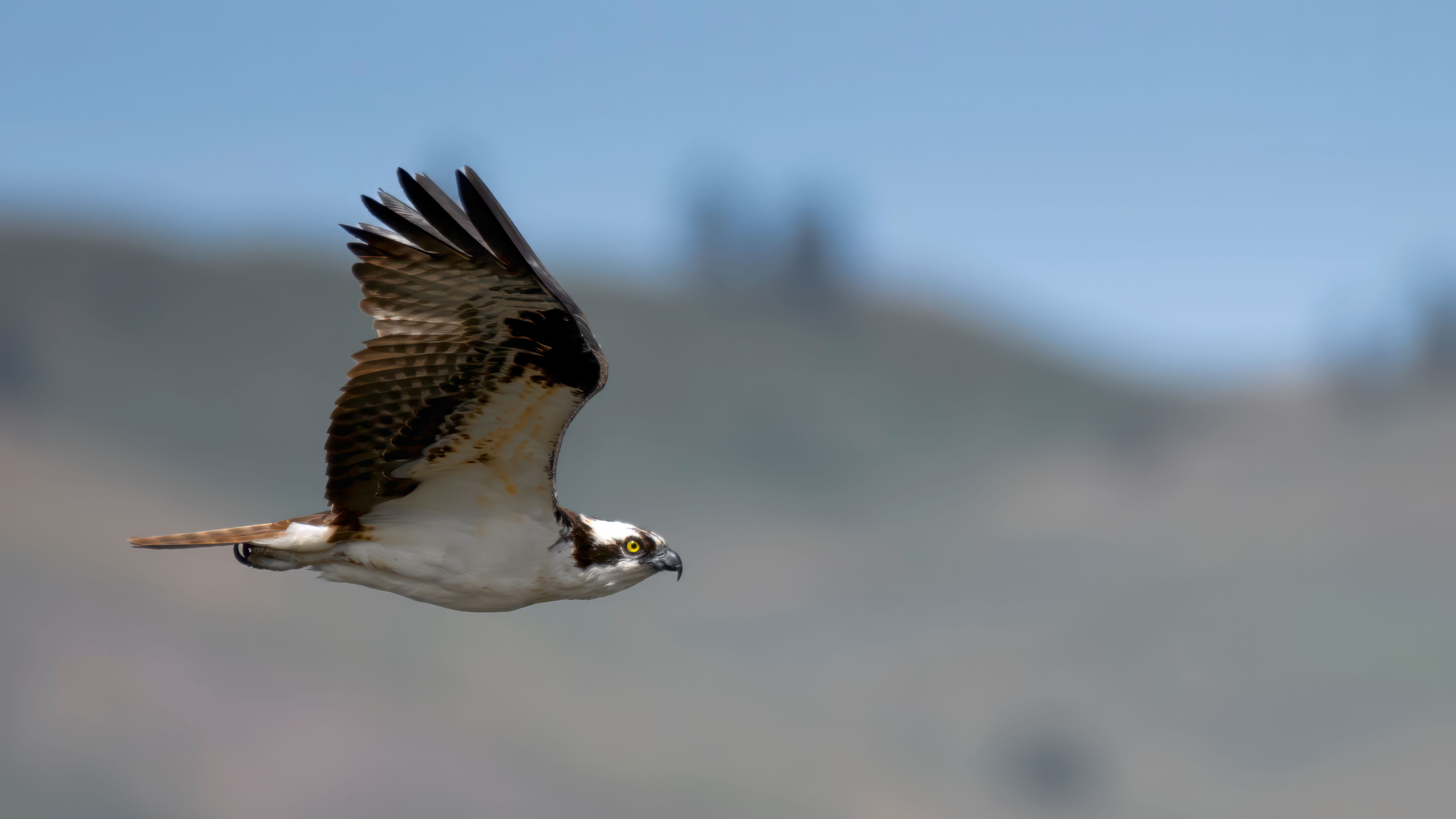 Close-Up Shot of an Osprey Flying · Free Stock Photo