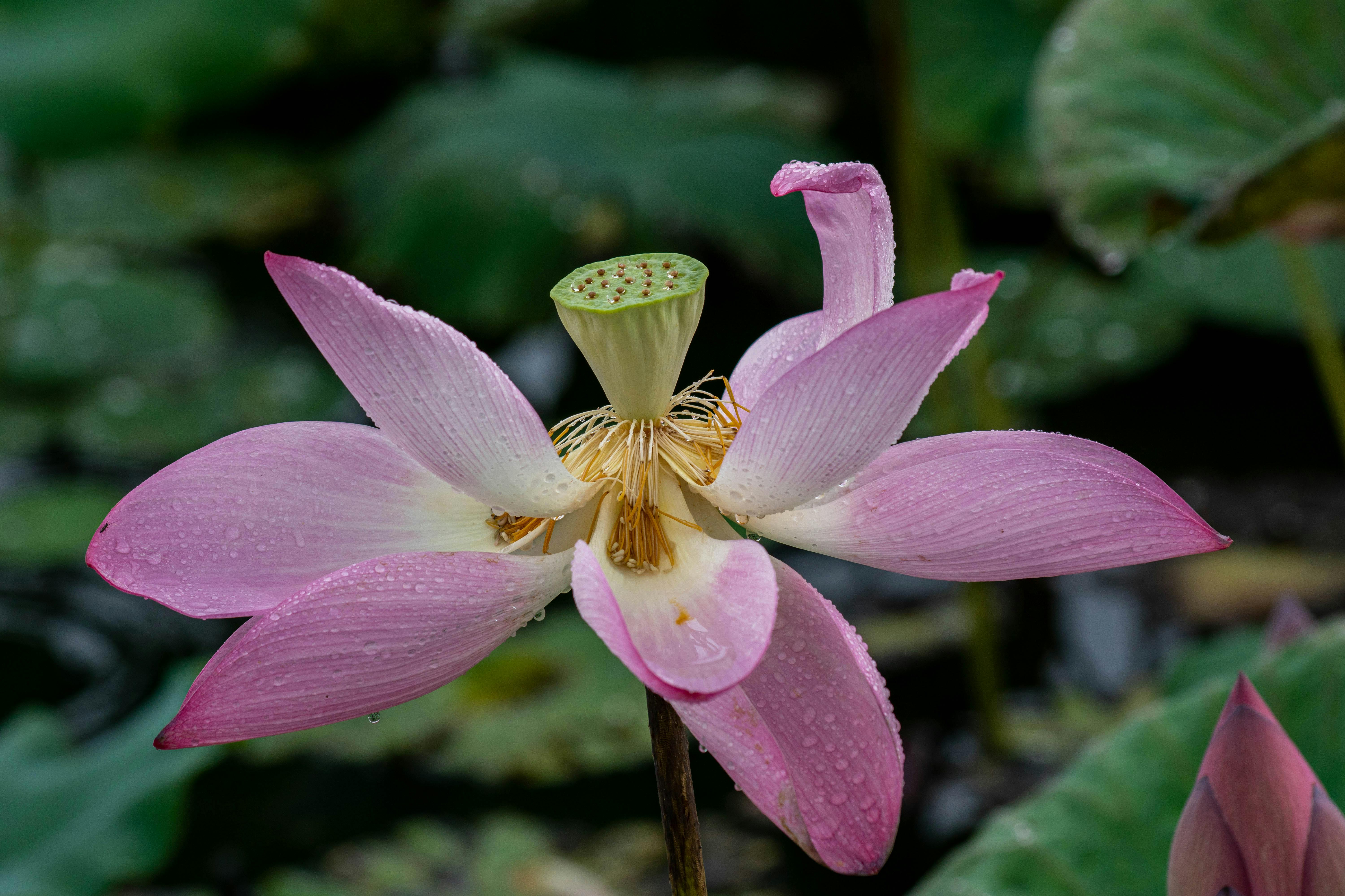 Close-up of Blooming Flower in Nature · Free Stock Photo