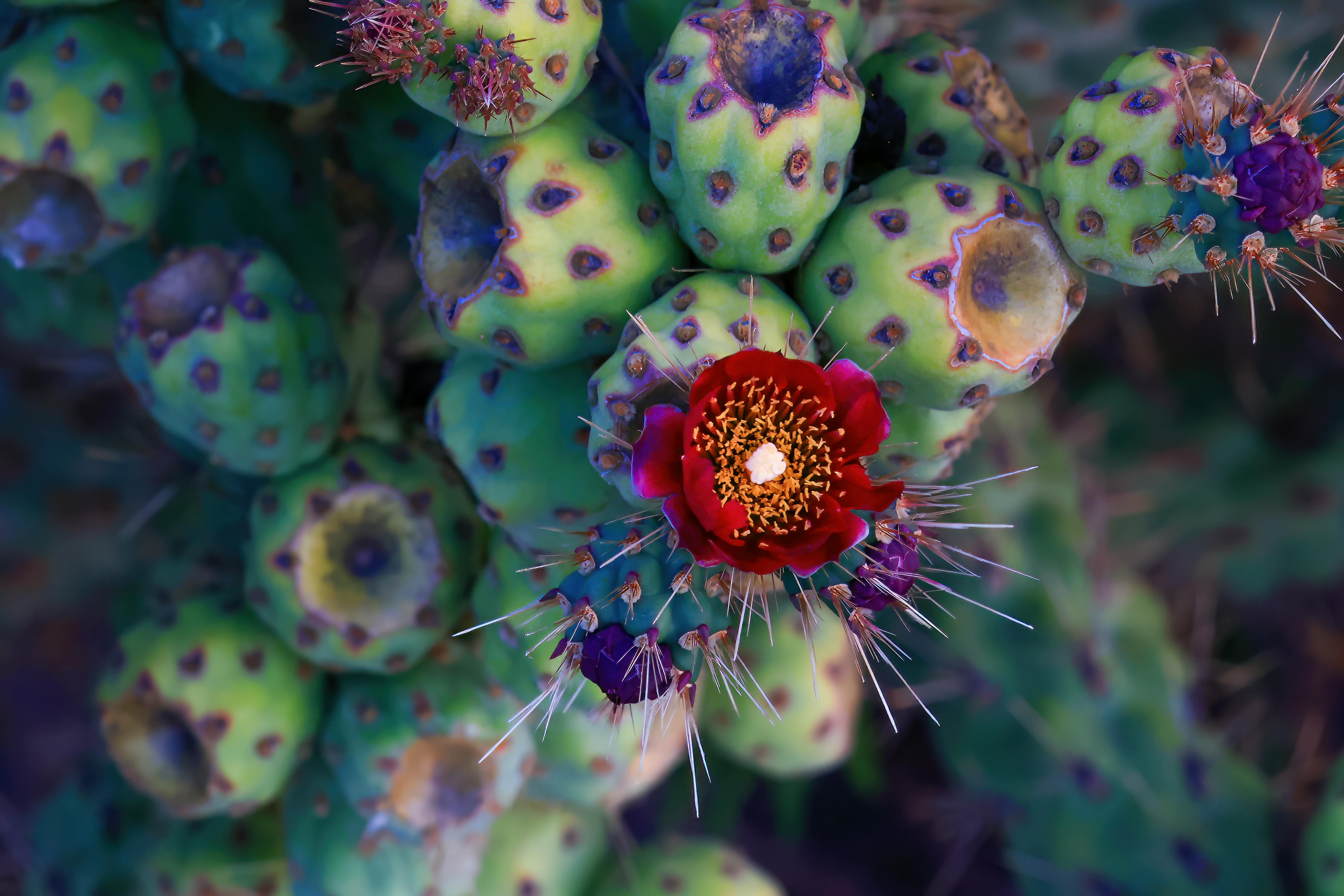 Selective Focus Photography Of Cactus · Free Stock Photo