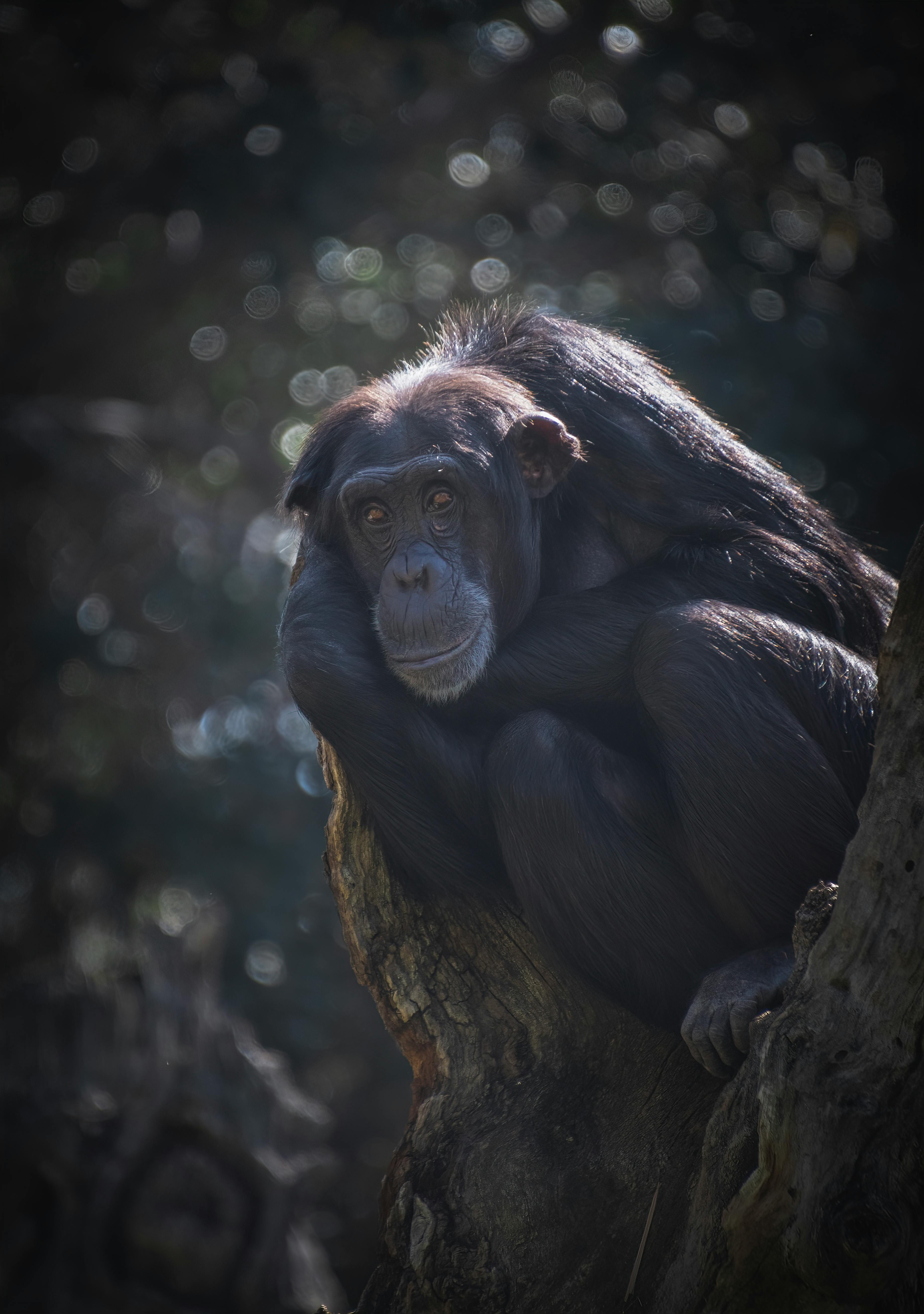 Monkey Singing Photos, Download The BEST Free Monkey Singing Stock ...