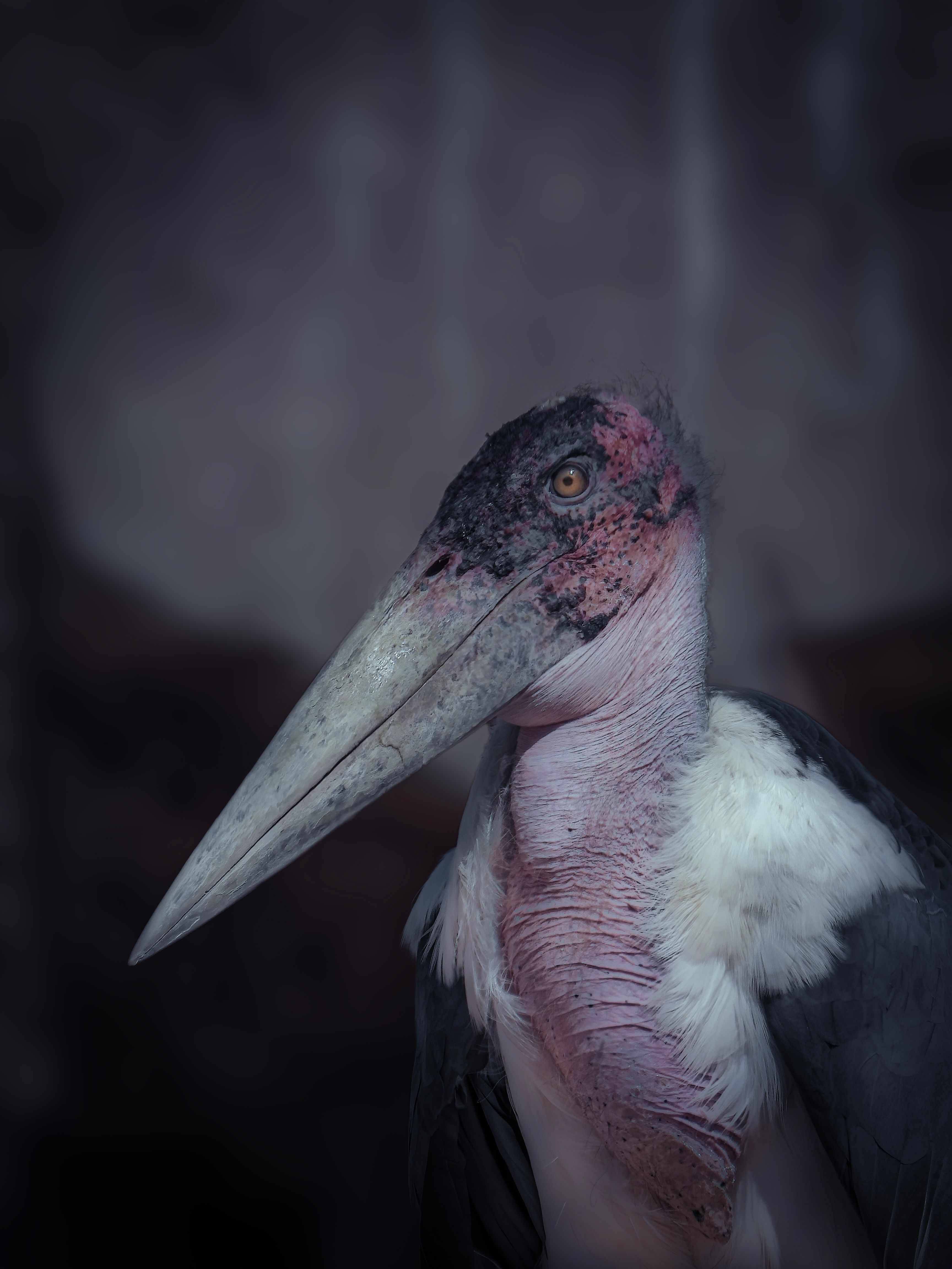 Close-up of a Marabou Stork · Free Stock Photo