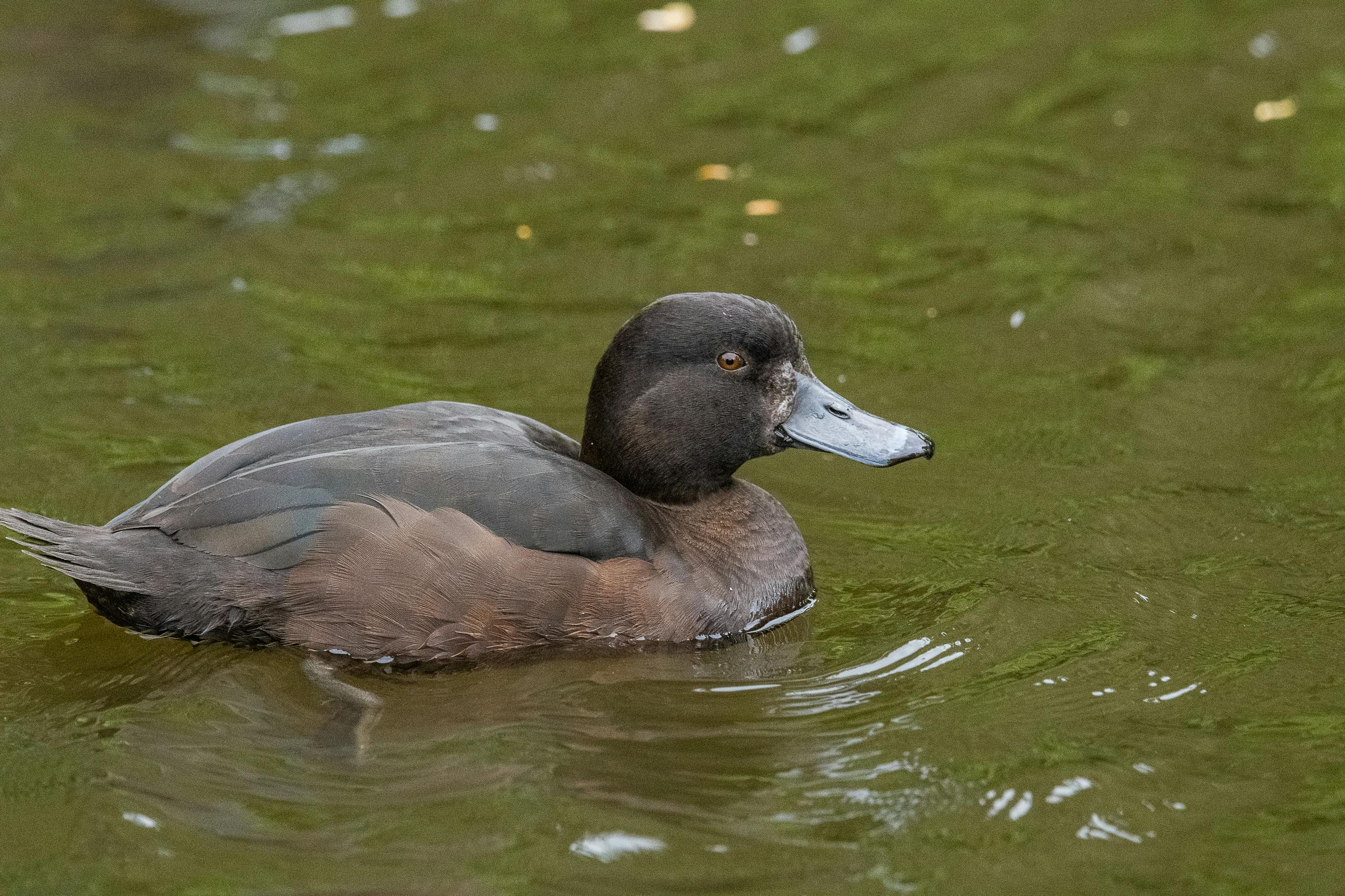 Duck in water · Free Stock Photo