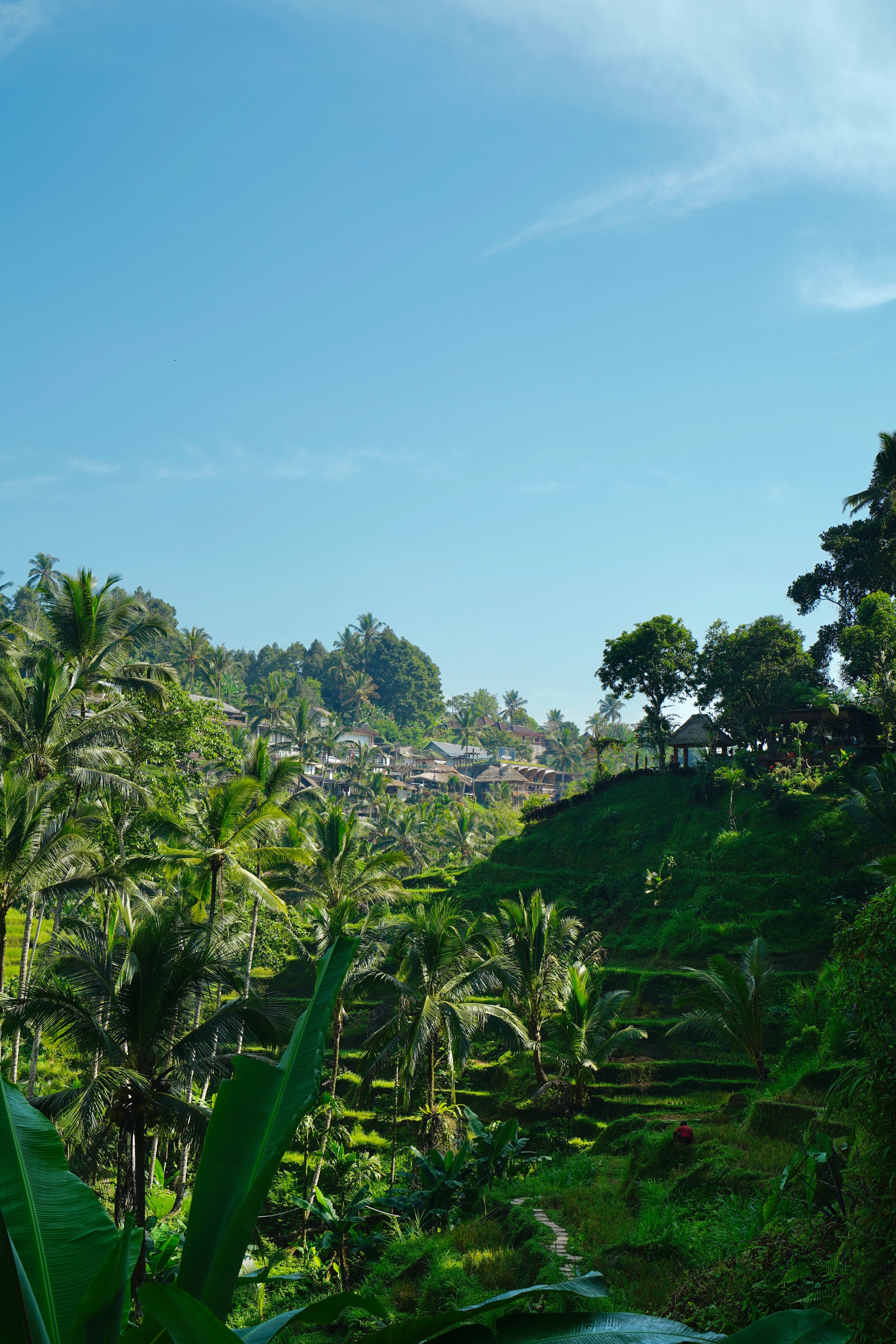 Terrace Plantation Photos, Download The BEST Free Terrace Plantation ...