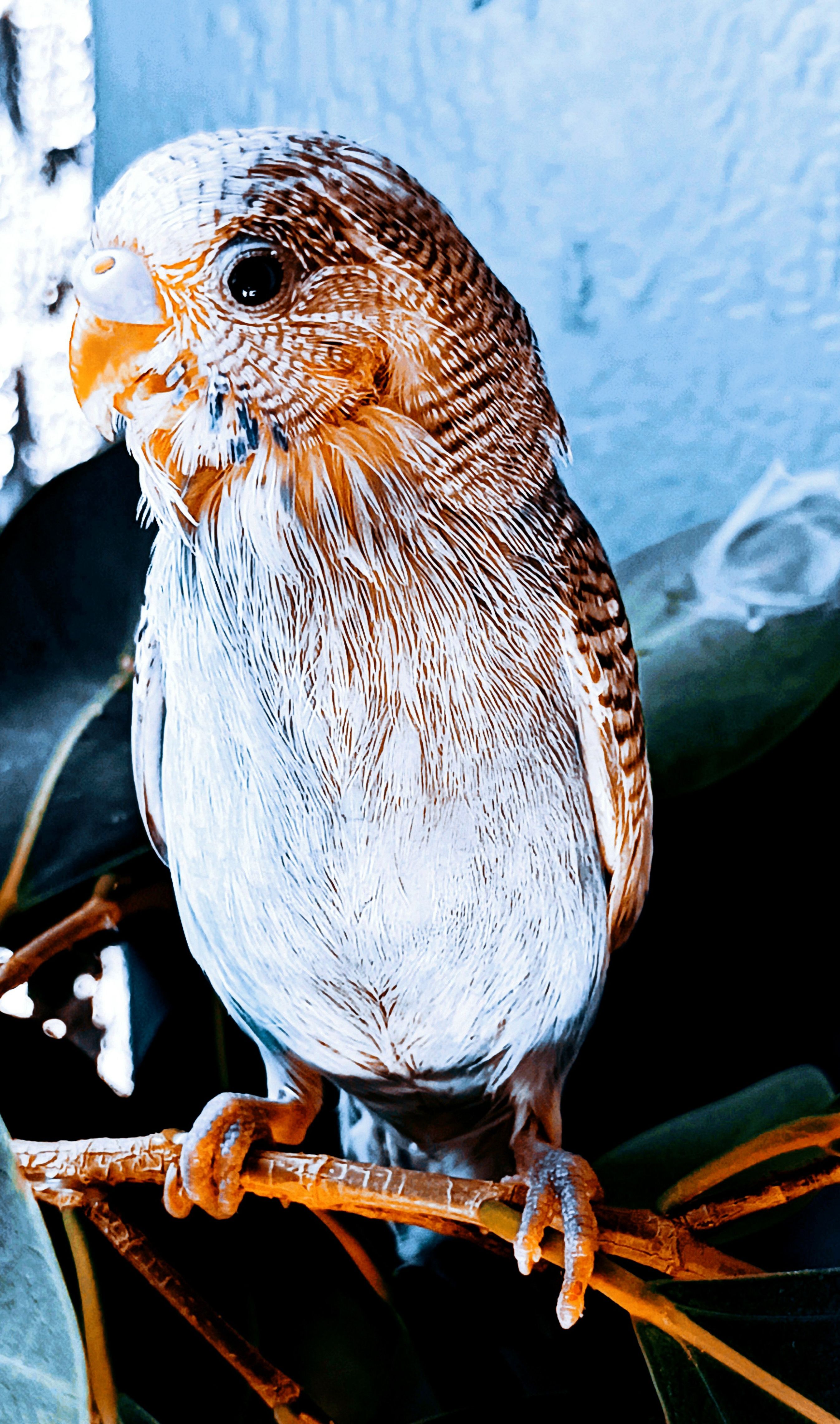 Saidouni Sidi Med - Photography