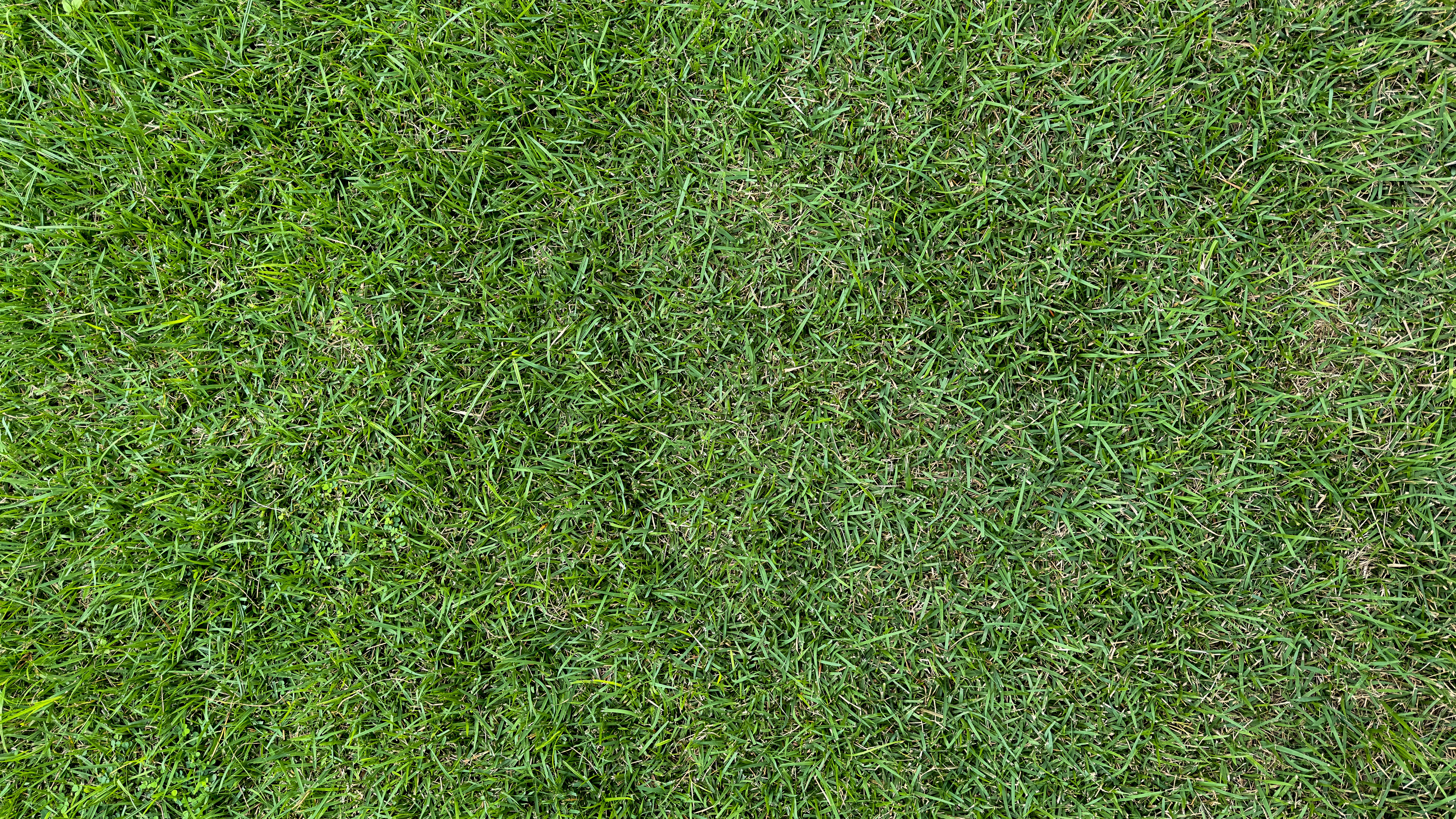 Top View of Grass · Free Stock Photo