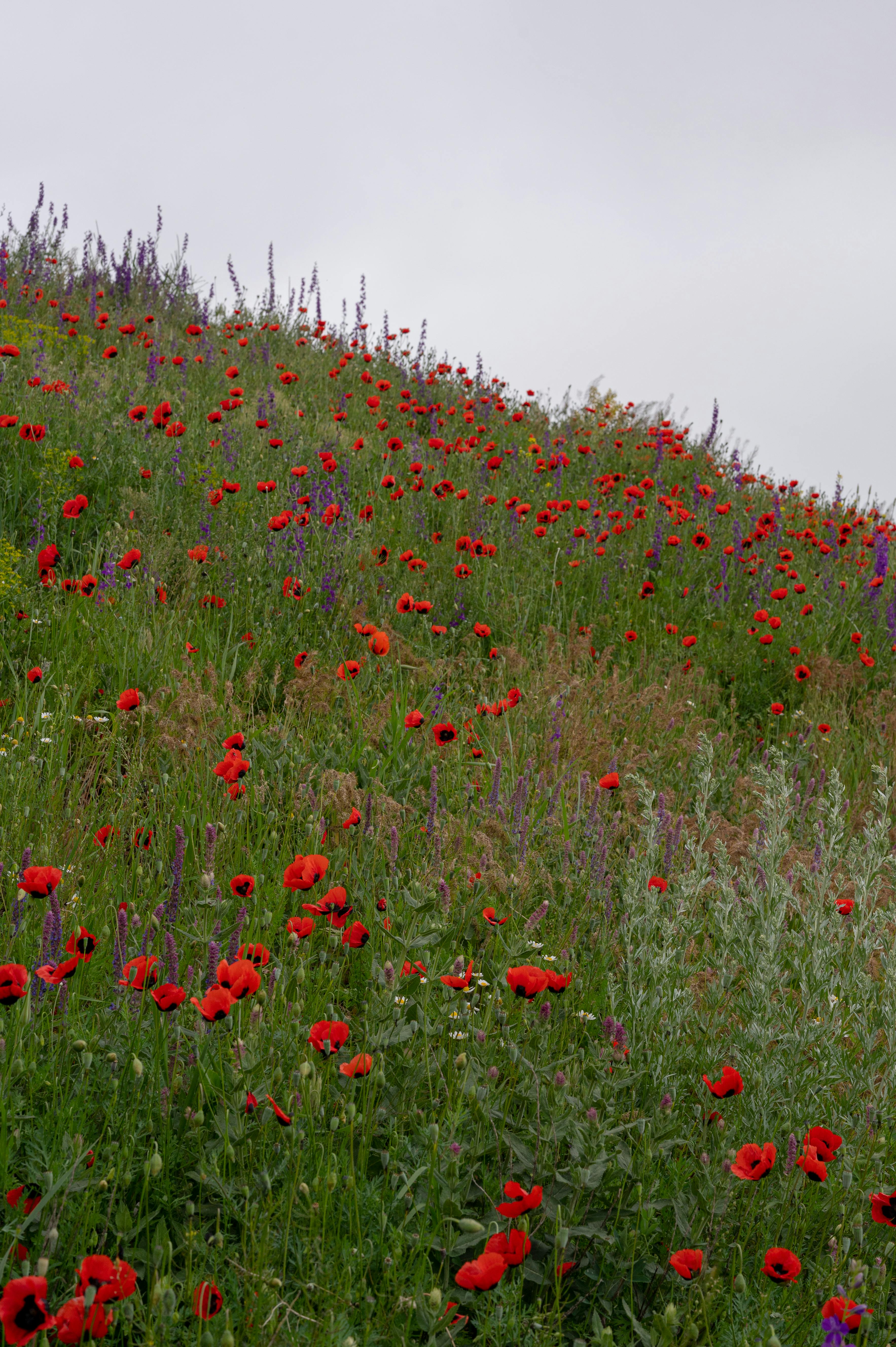 Wild Poppy Flowers on a Hill · Free Stock Photo