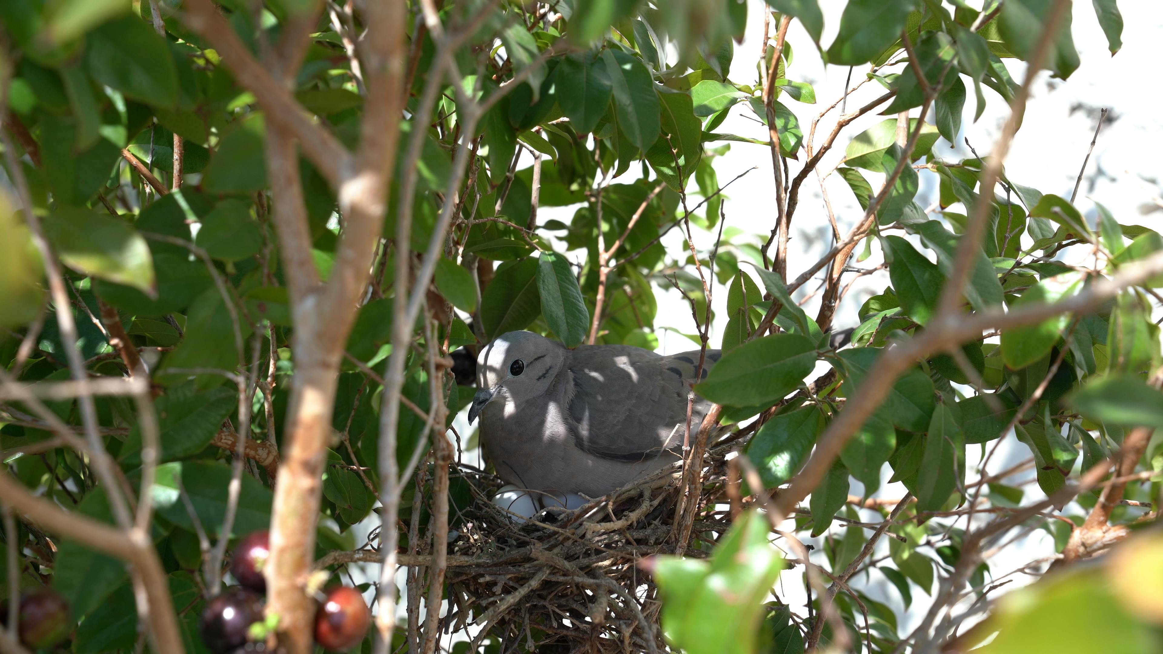 Amora Free Stock Video Footage, Royalty-Free 4K & HD Video Clip