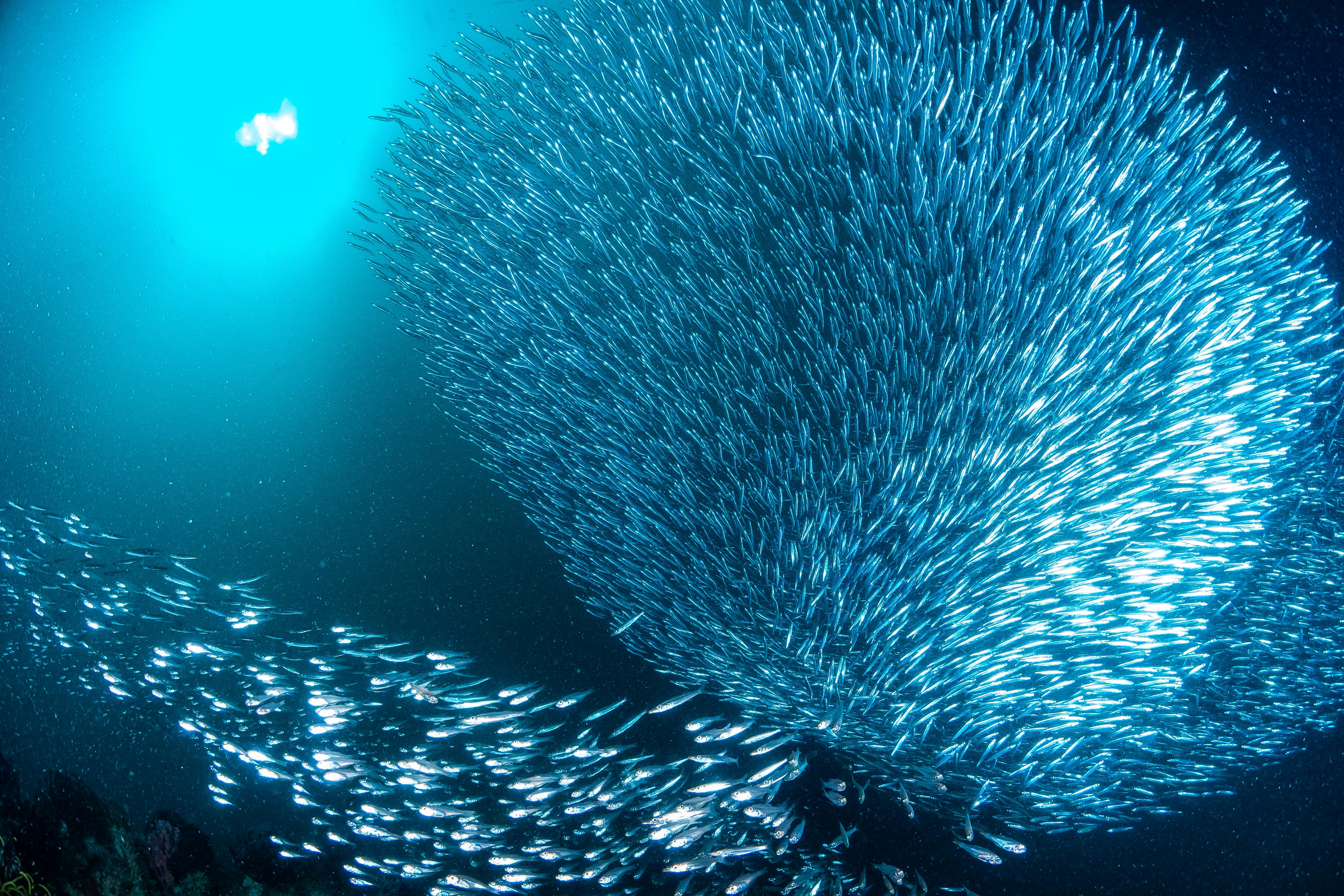 Close up of School of Fish · Free Stock Photo