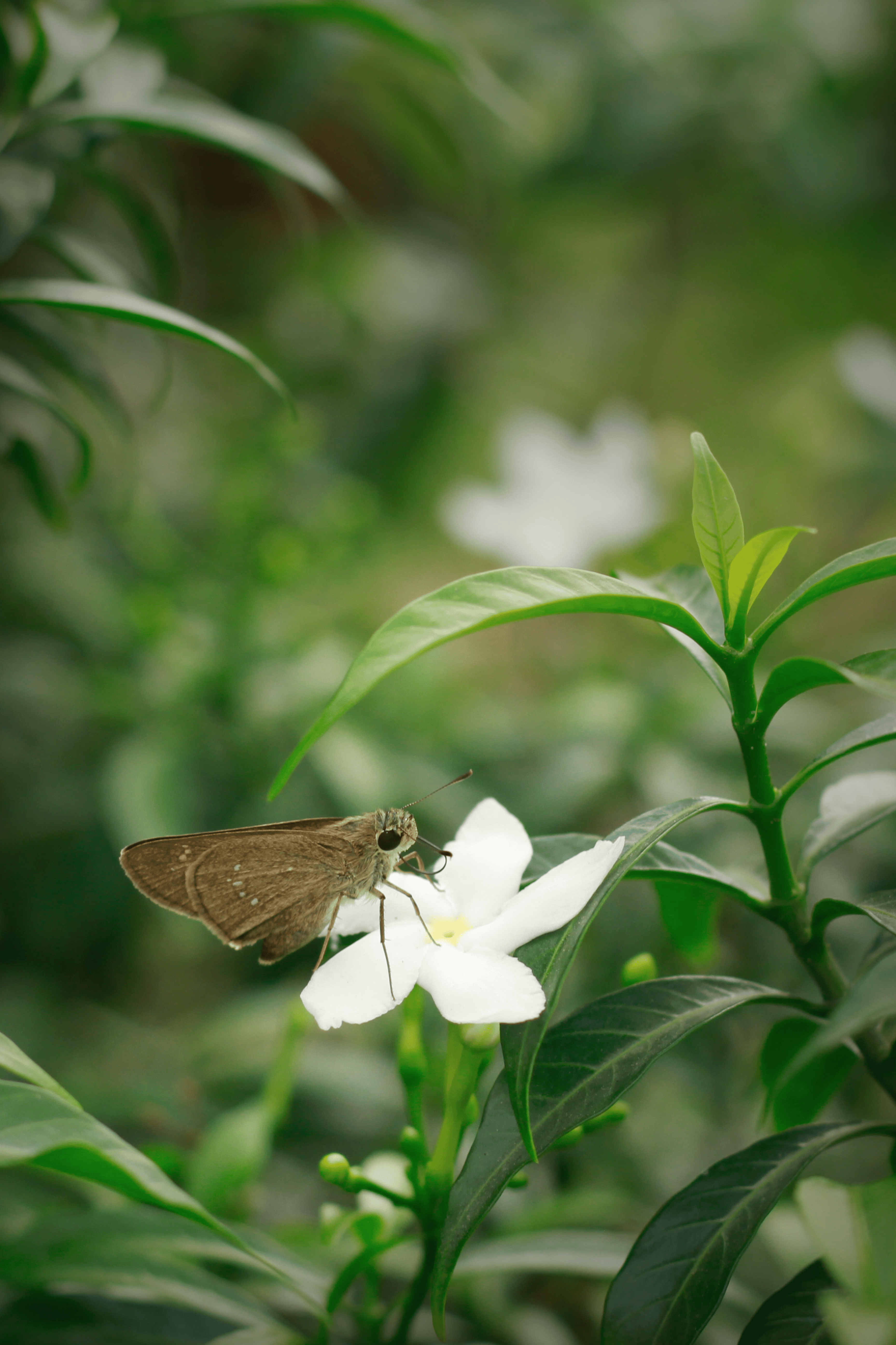 Moth Identifier Photos, Download The BEST Free Moth Identifier Stock ...