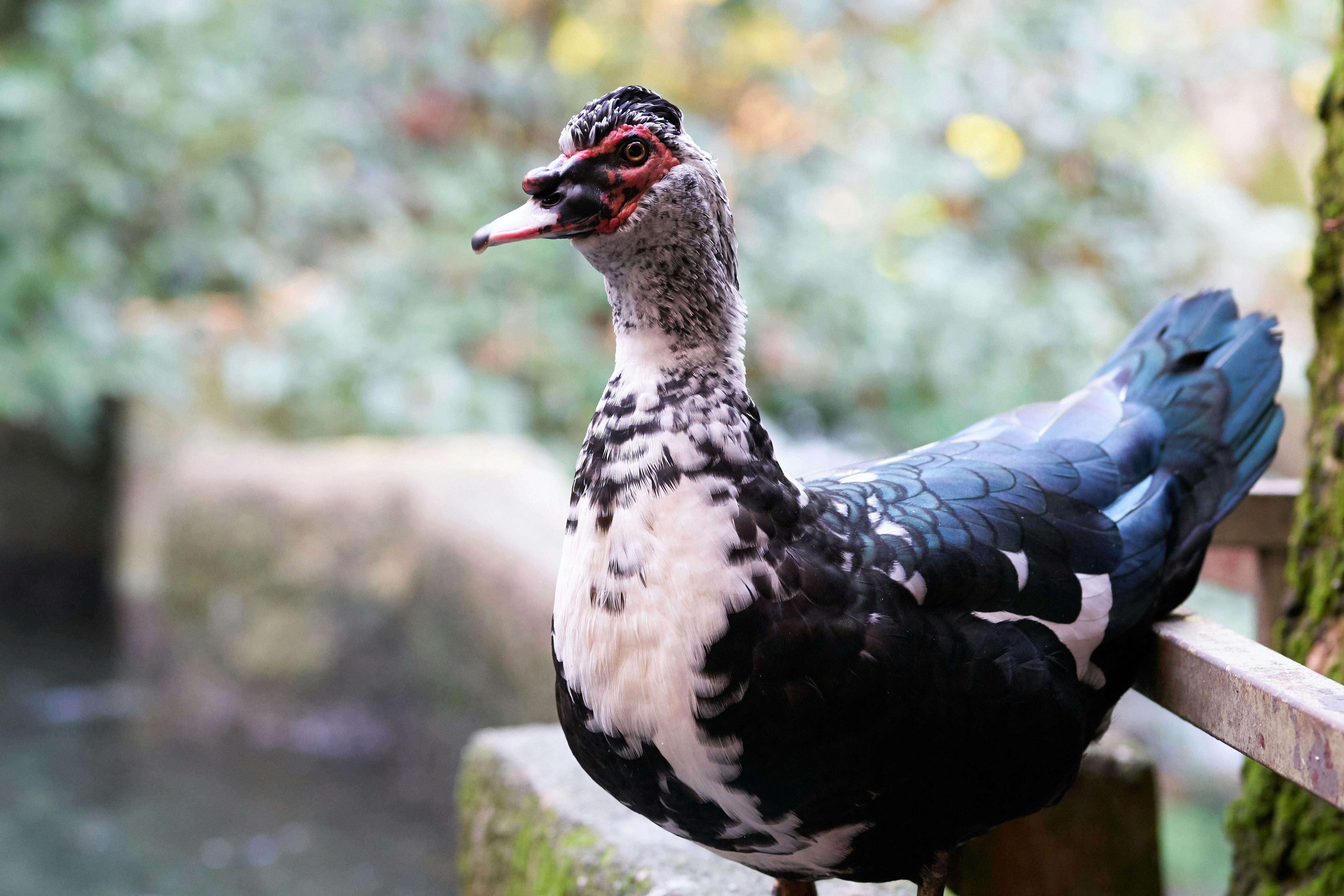 Close-Up Photo of Duck · Free Stock Photo