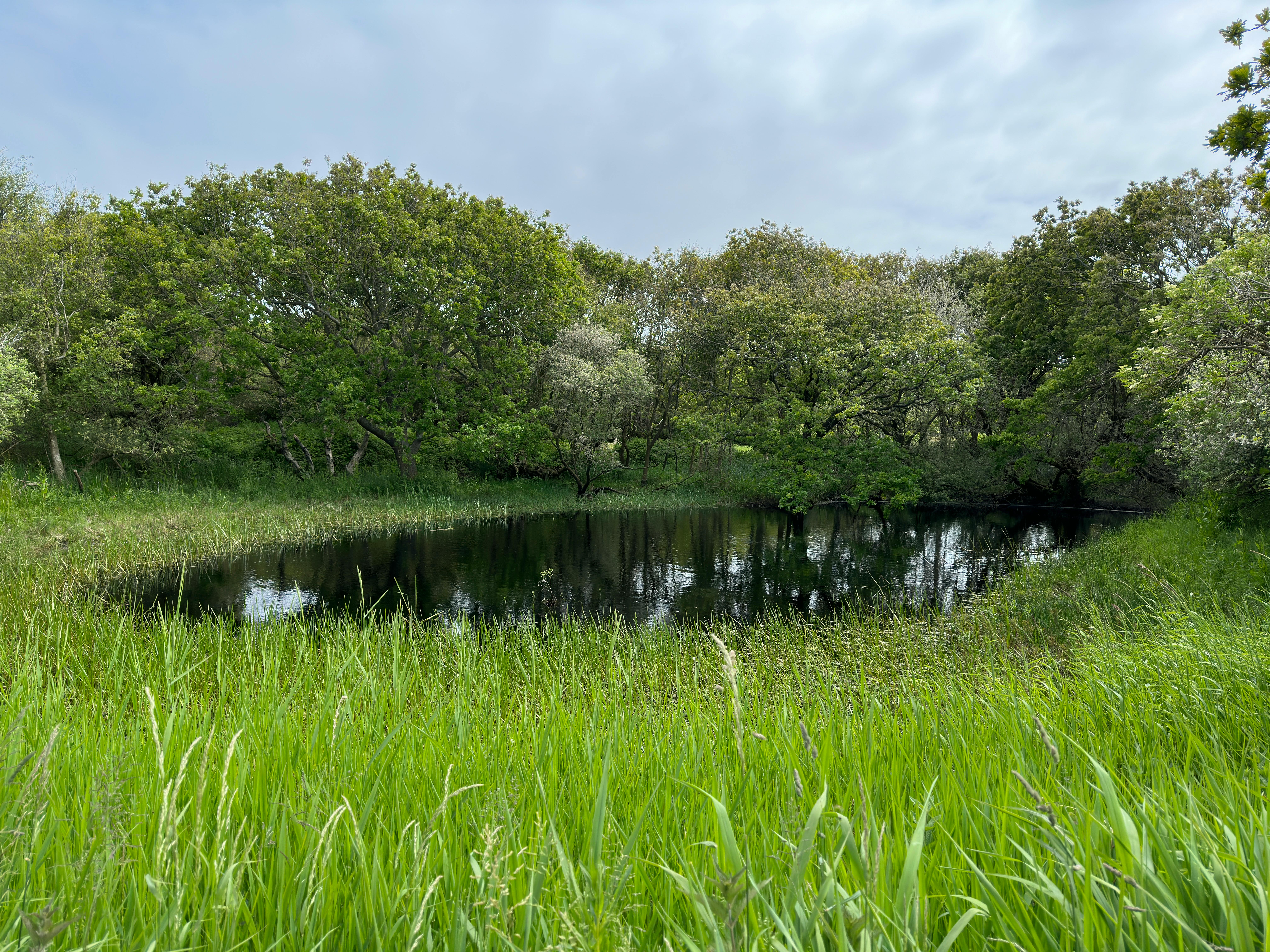 Green Trees around Pond · Free Stock Photo