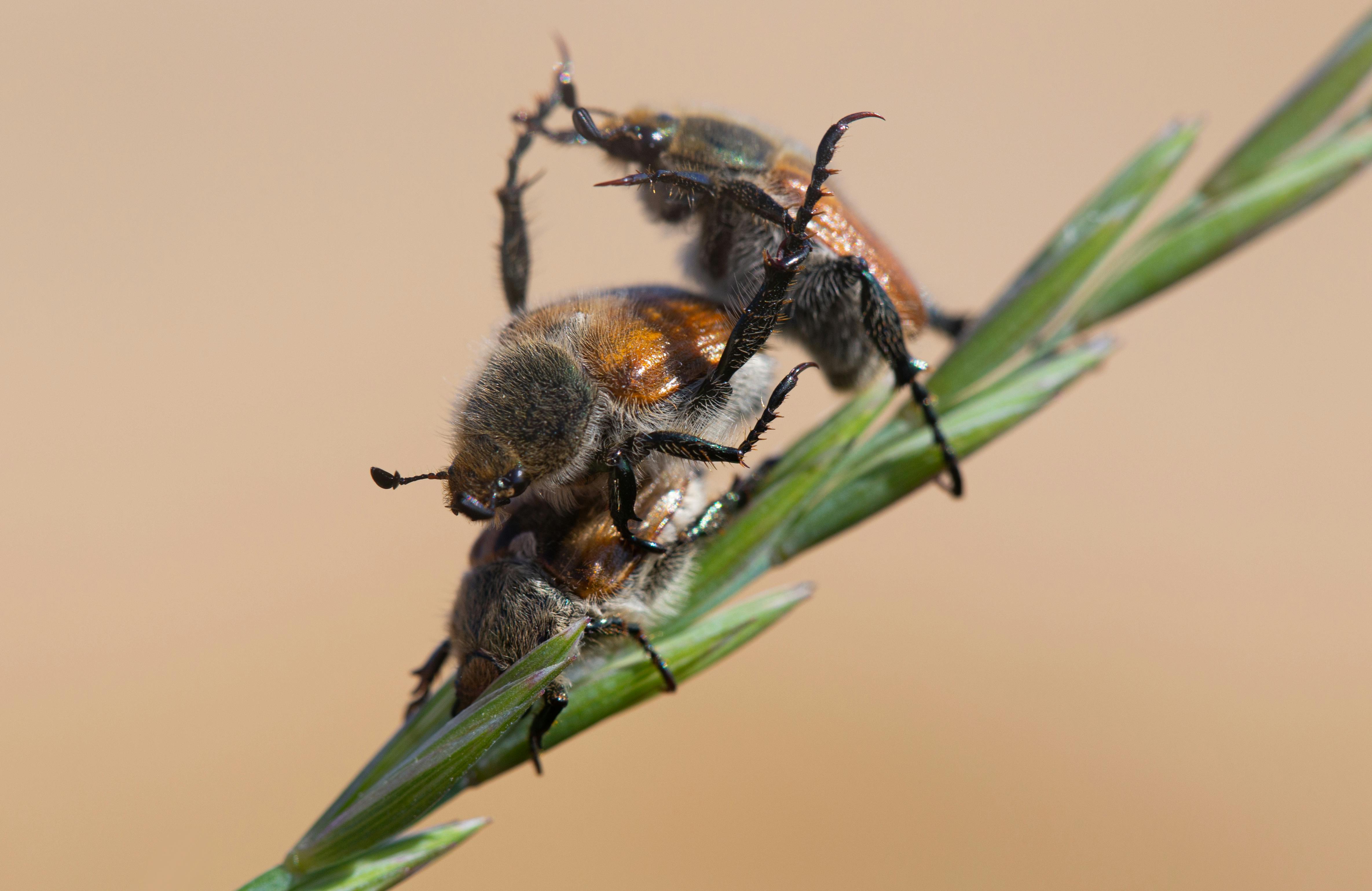 Close-up of Beetles · Free Stock Photo