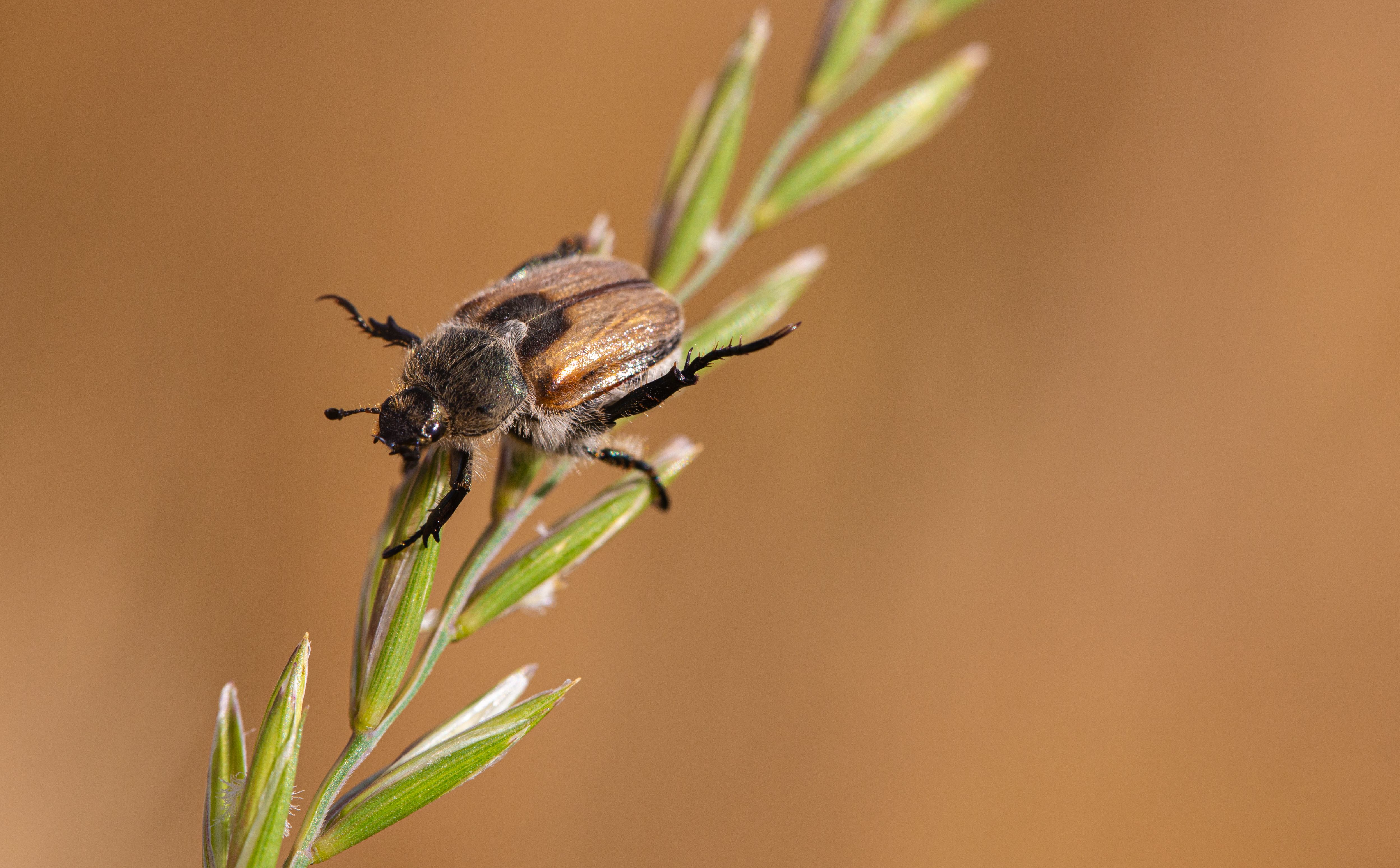 Close-up of a Beetle · Free Stock Photo