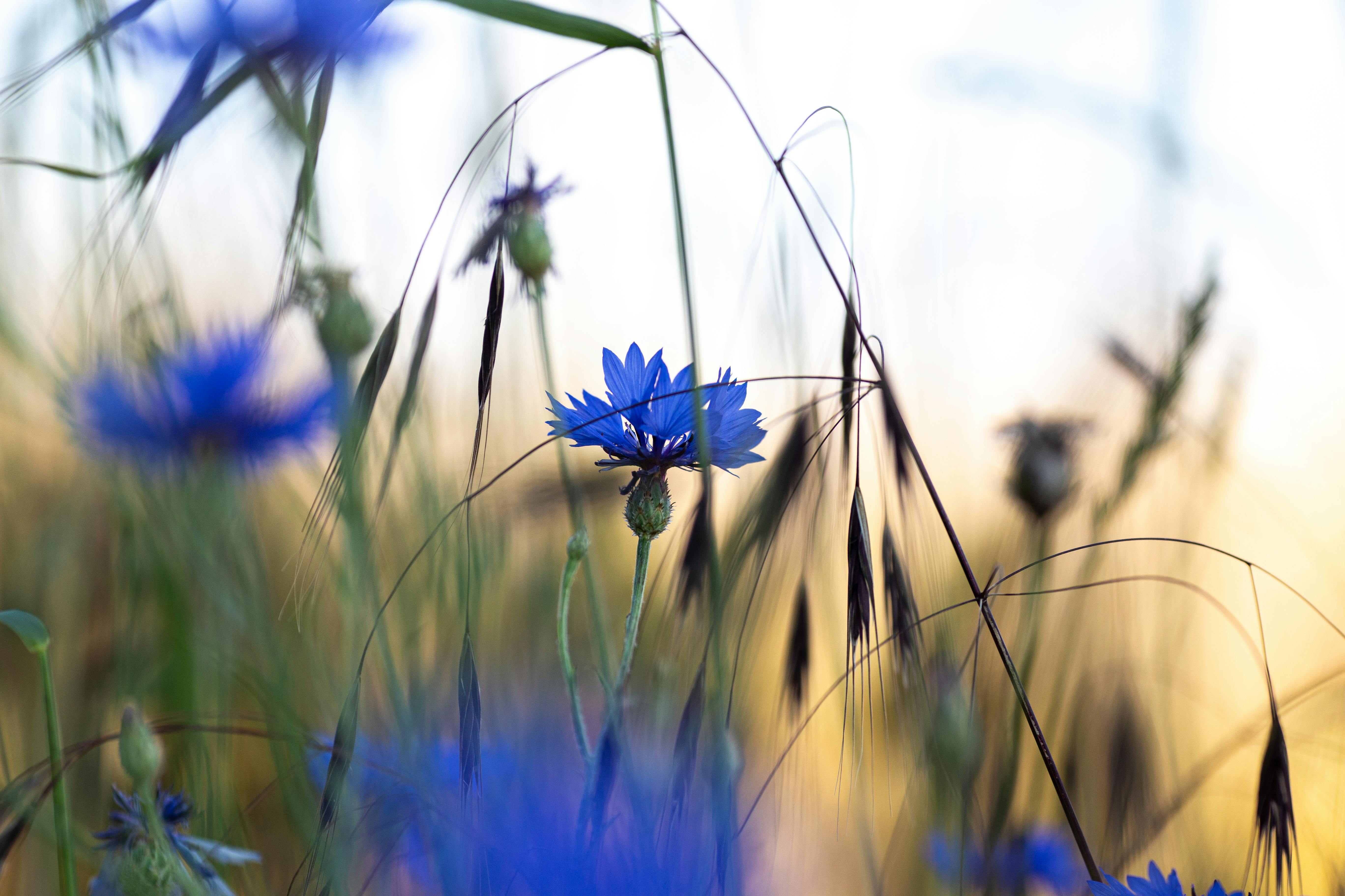 Tilt Shift Lens Photo of Blue Flowers · Free Stock Photo