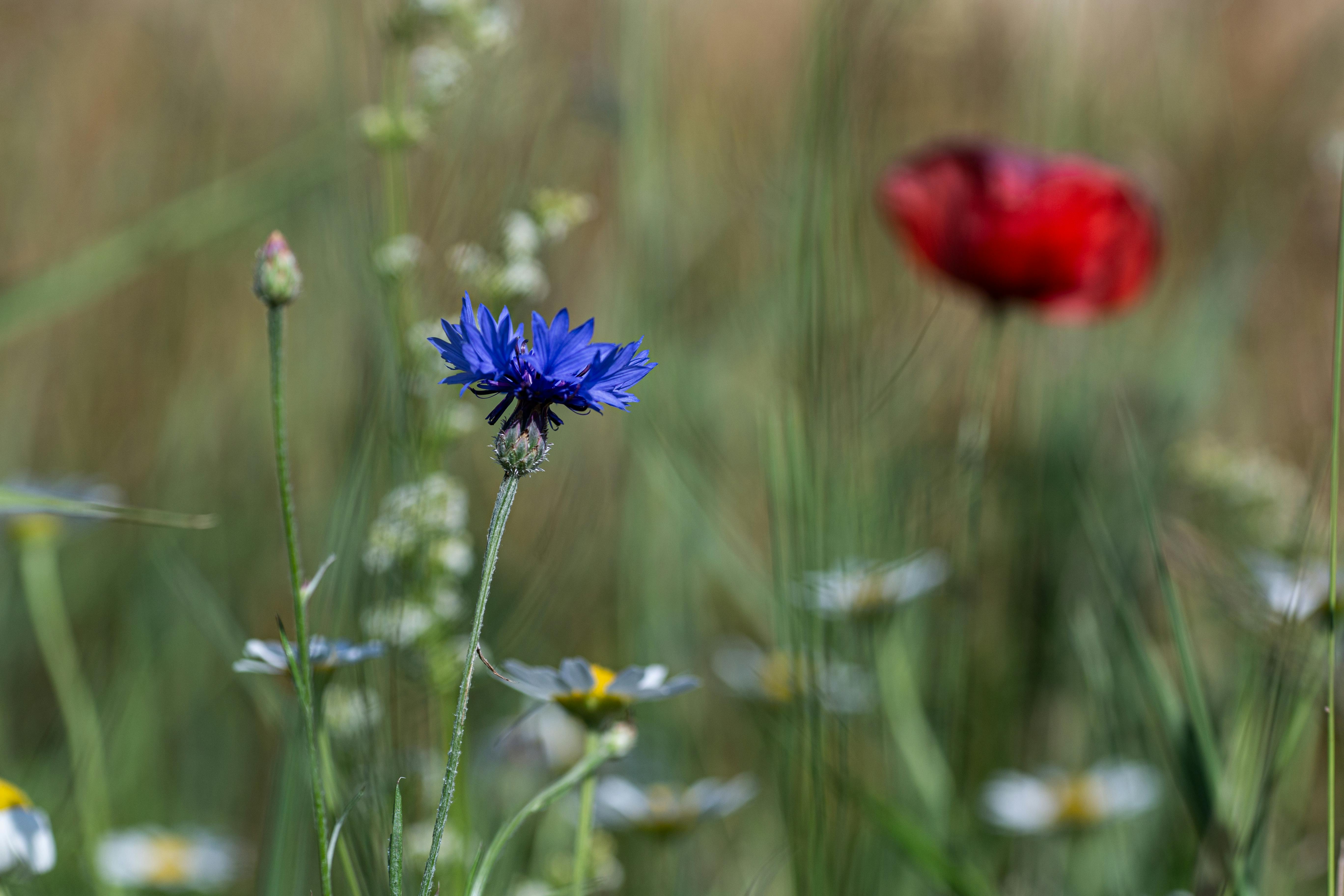 Tilt Shift Lens Photo of Blue Flowers · Free Stock Photo