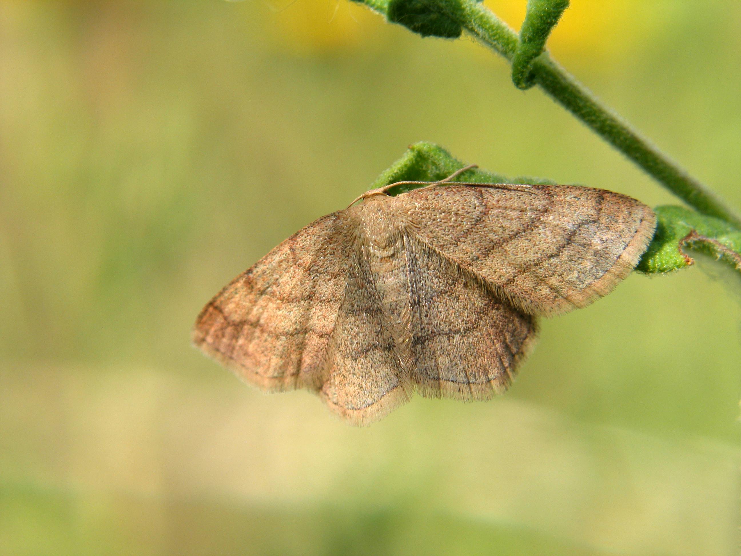 Close up of a Moth · Free Stock Photo