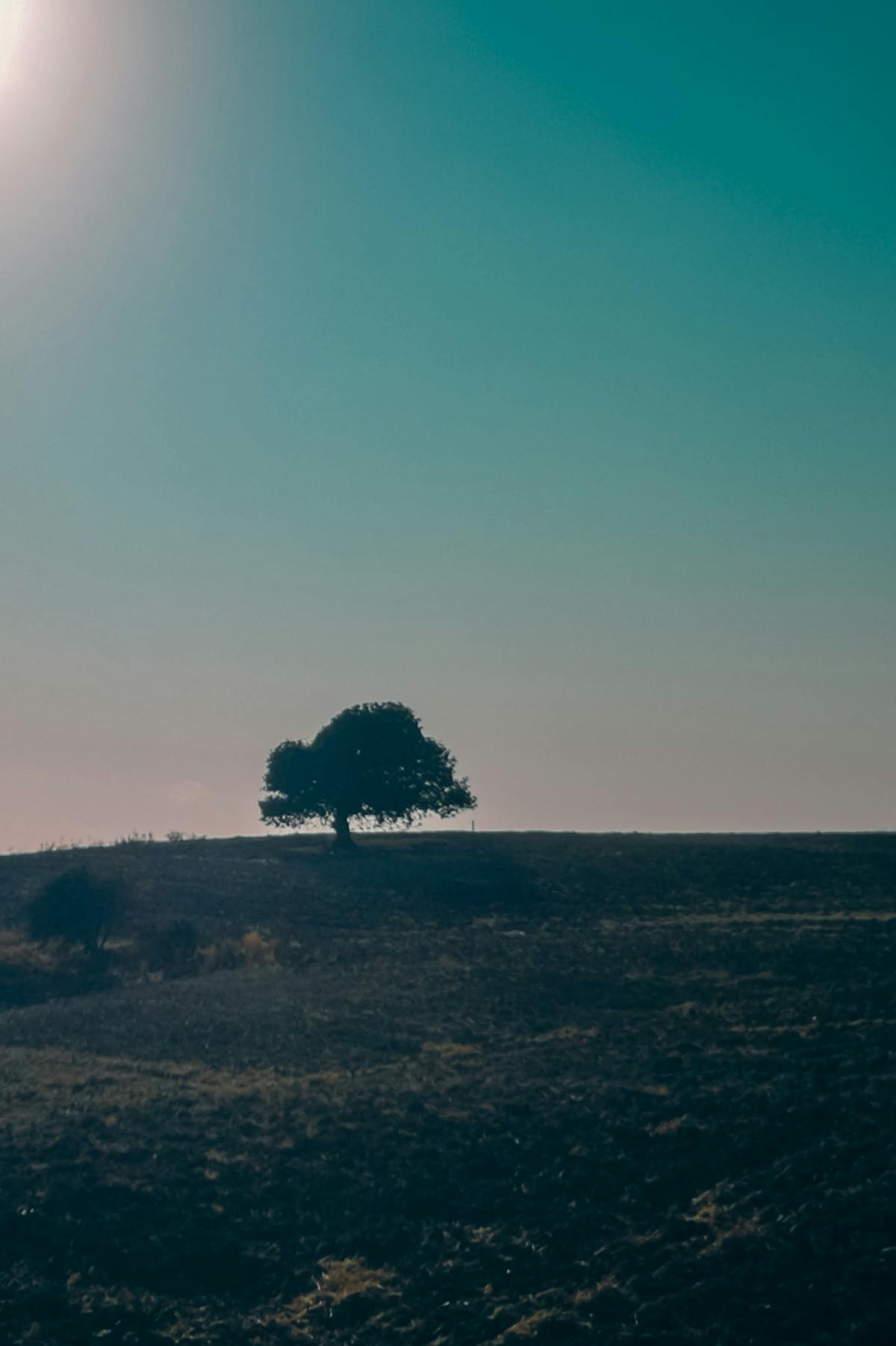 Single Tree Landscape Photos, Download The BEST Free Single Tree ...