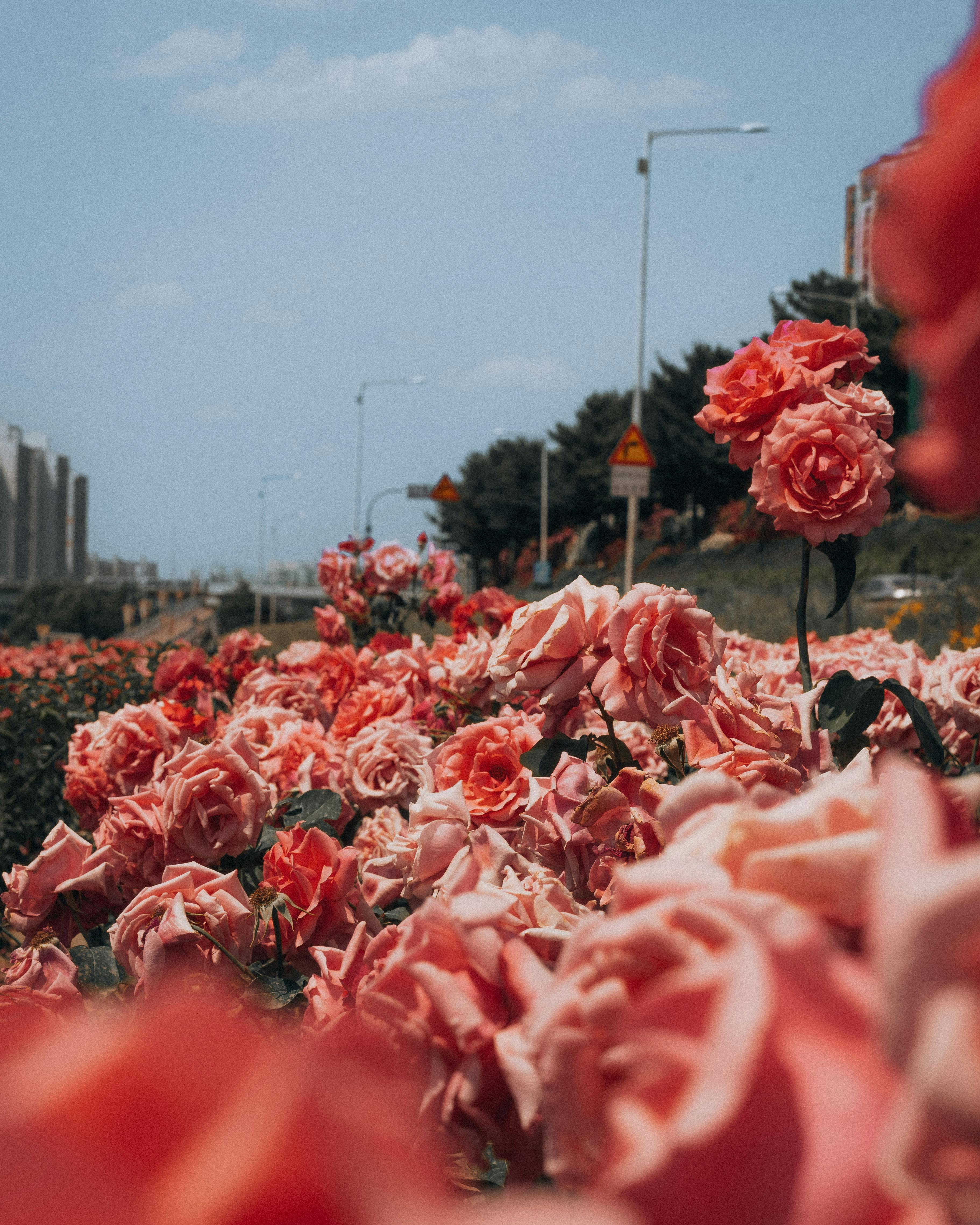 Pink Roses Flowerbed in Town · Free Stock Photo