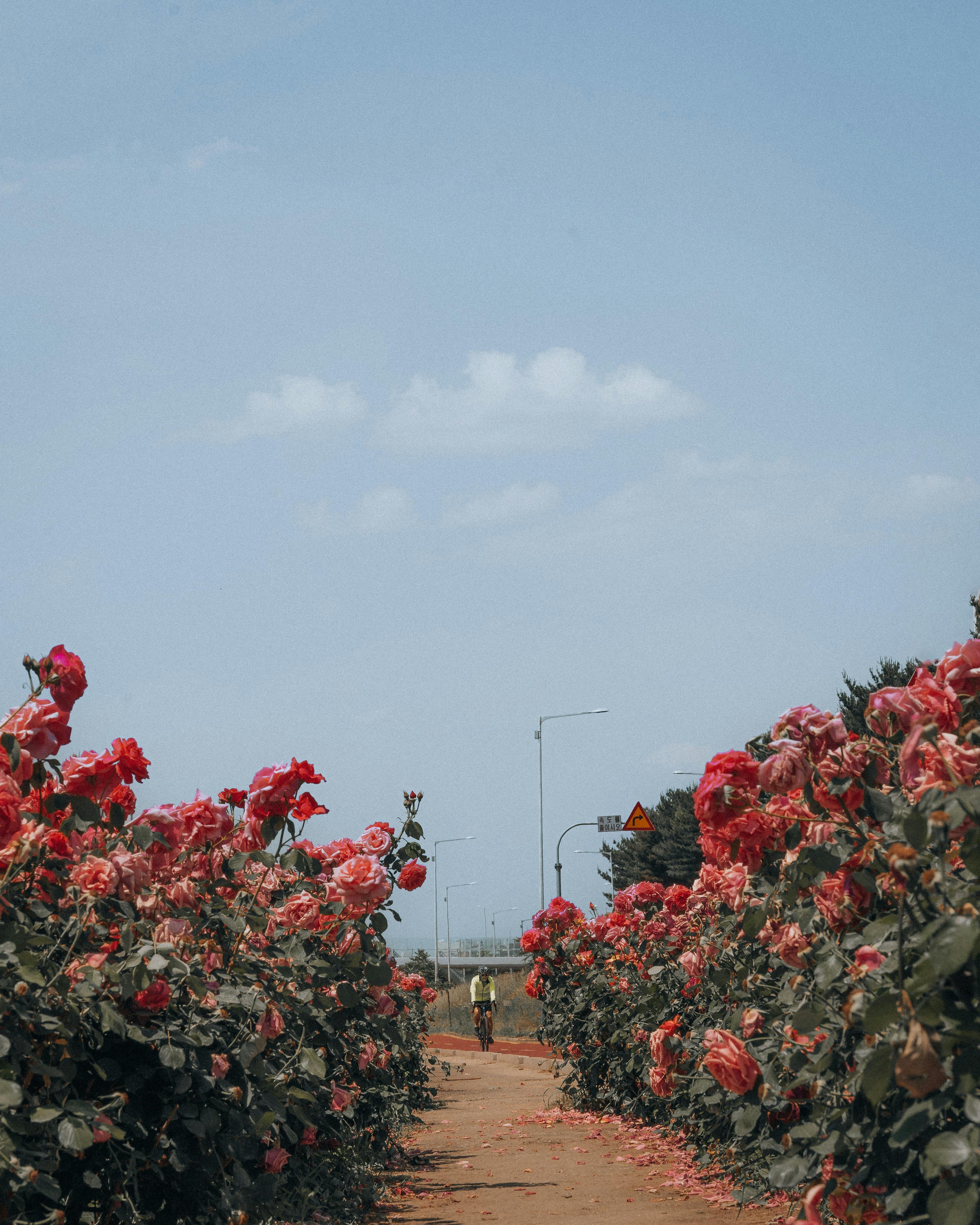 Rose Rider Photos, Download The BEST Free Rose Rider Stock Photos & HD ...