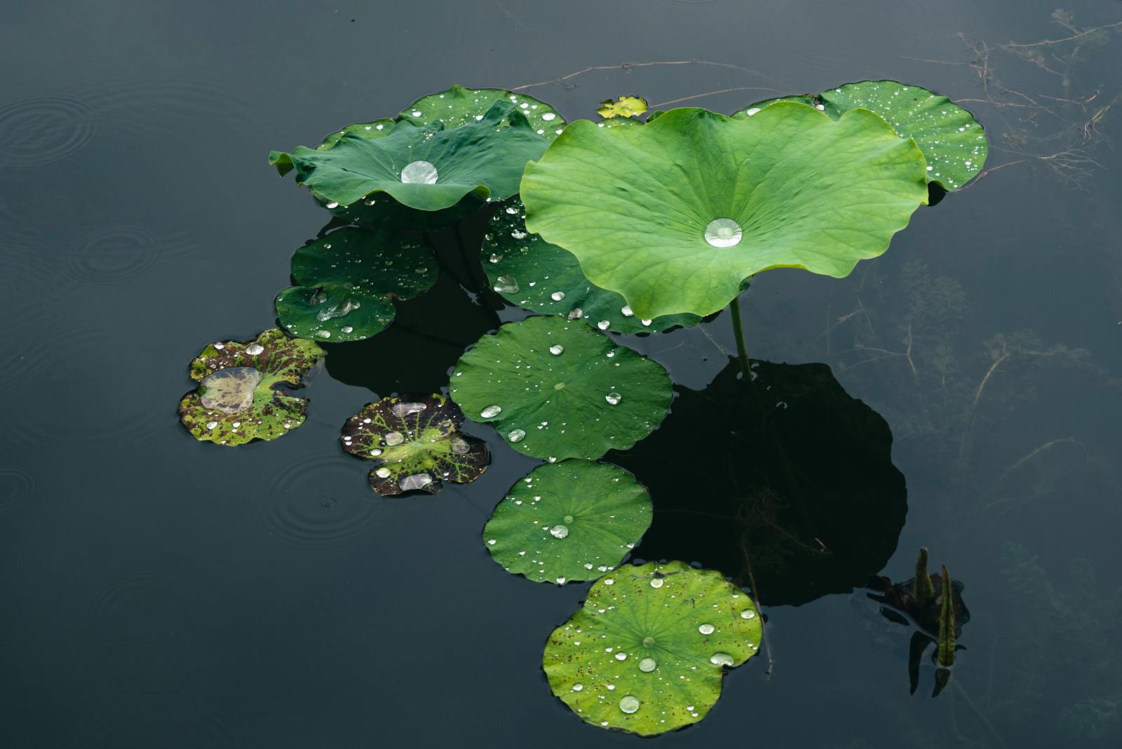 Pond Images Photos, Download The BEST Free Pond Images Stock Photos ...