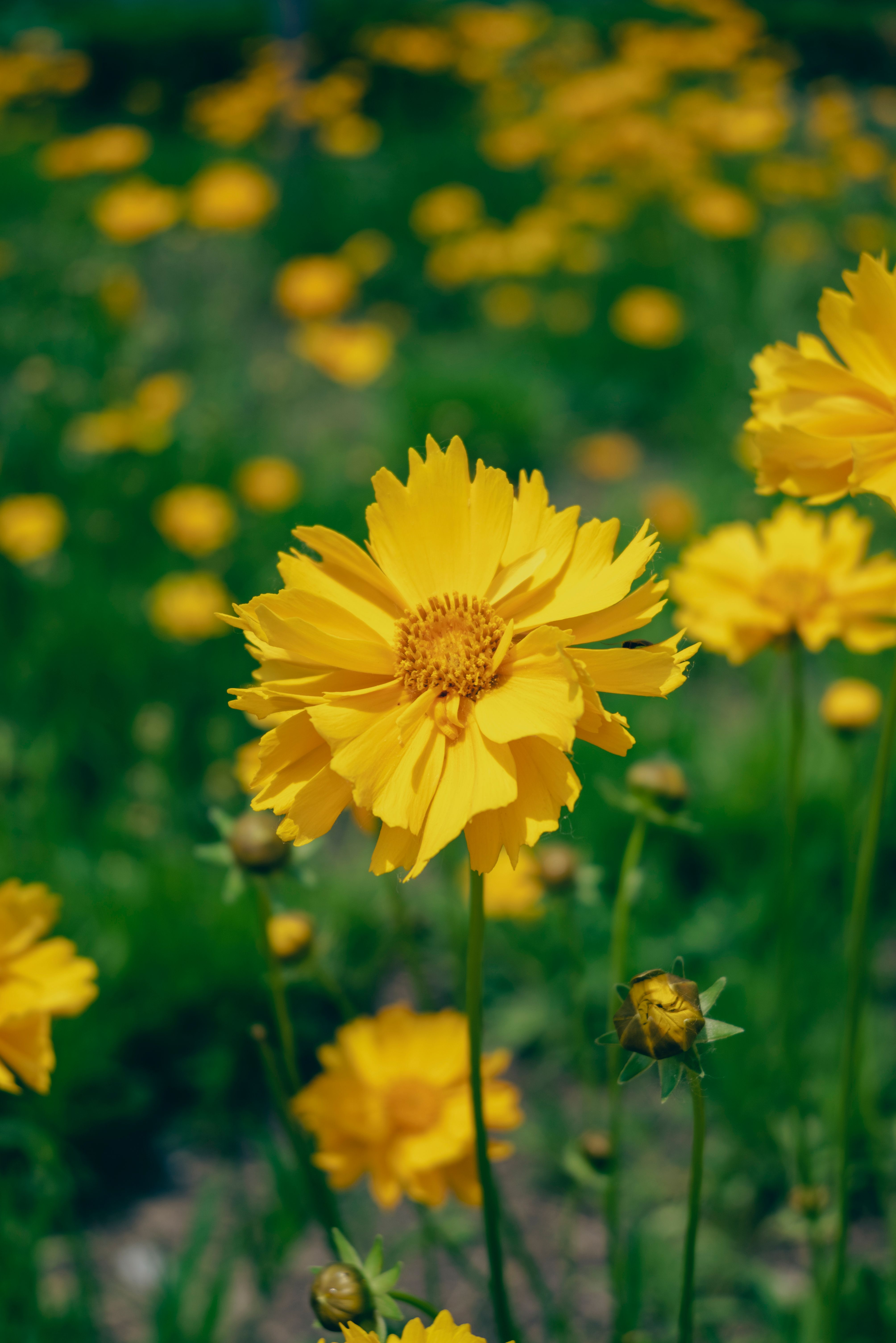 Yellow Forget-me-not Flowers · Free Stock Photo