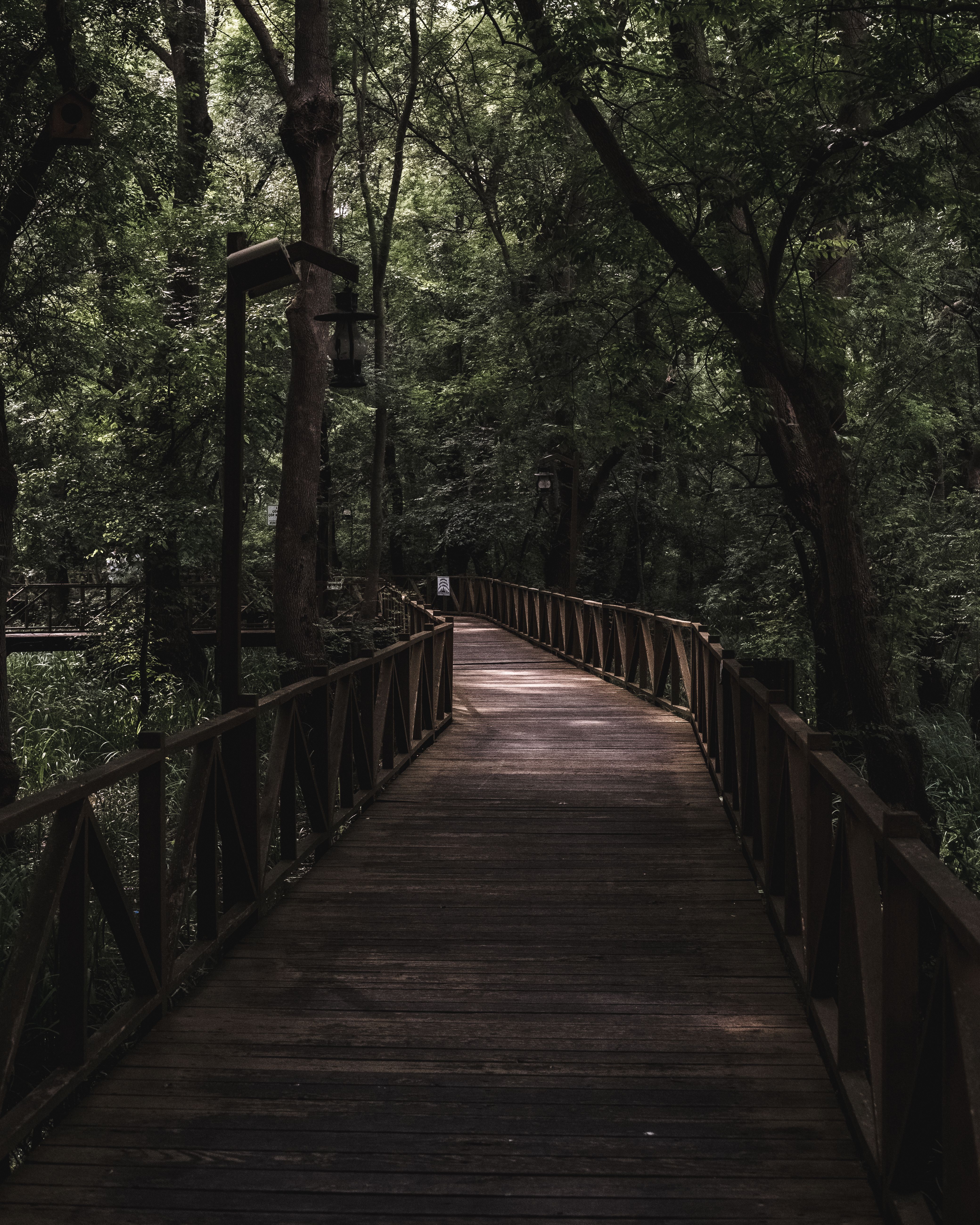 Wooden Bridge Between Trees · Free Stock Photo